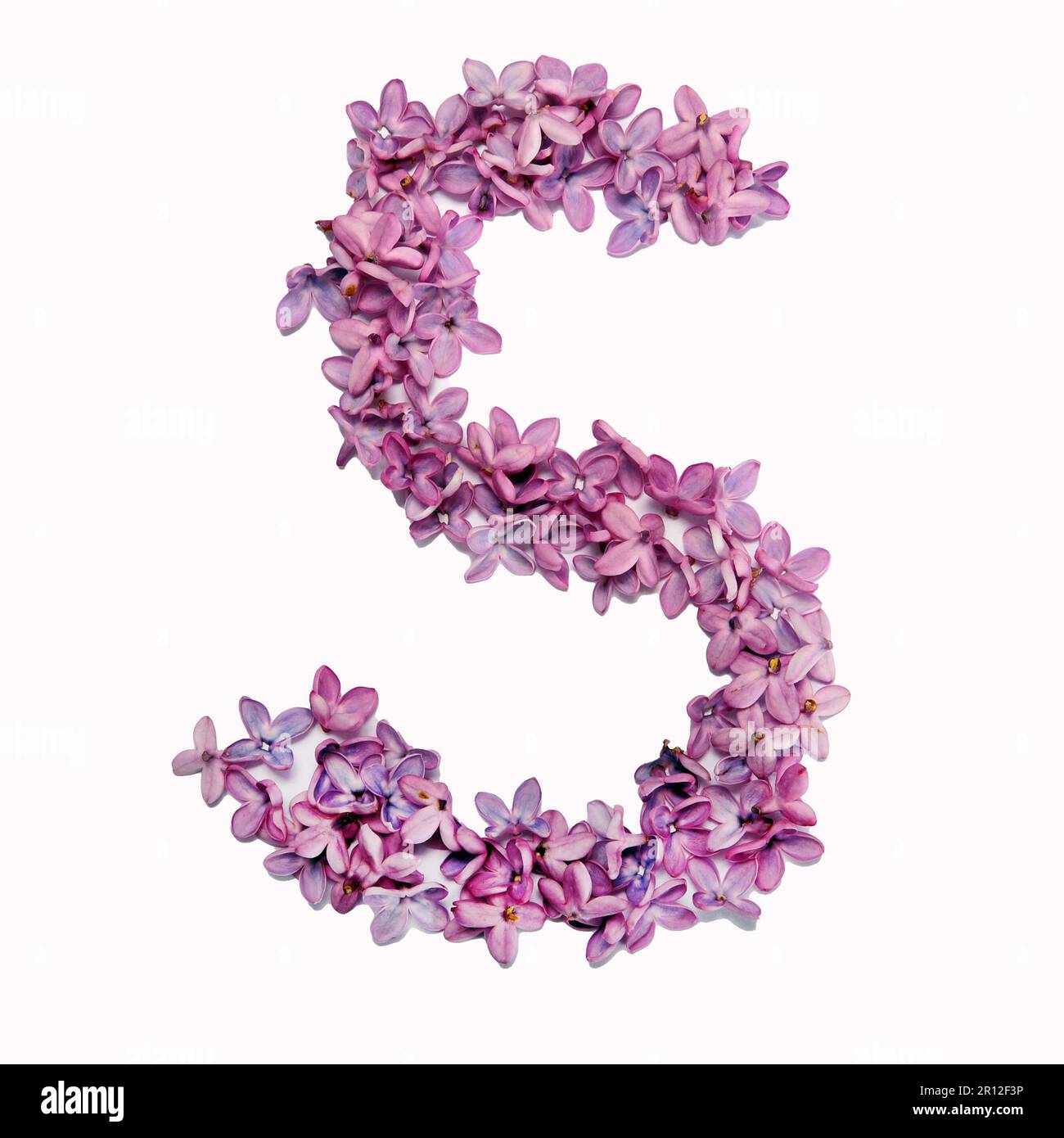 The letter S made of lilac flowers. Square photo with white background ...