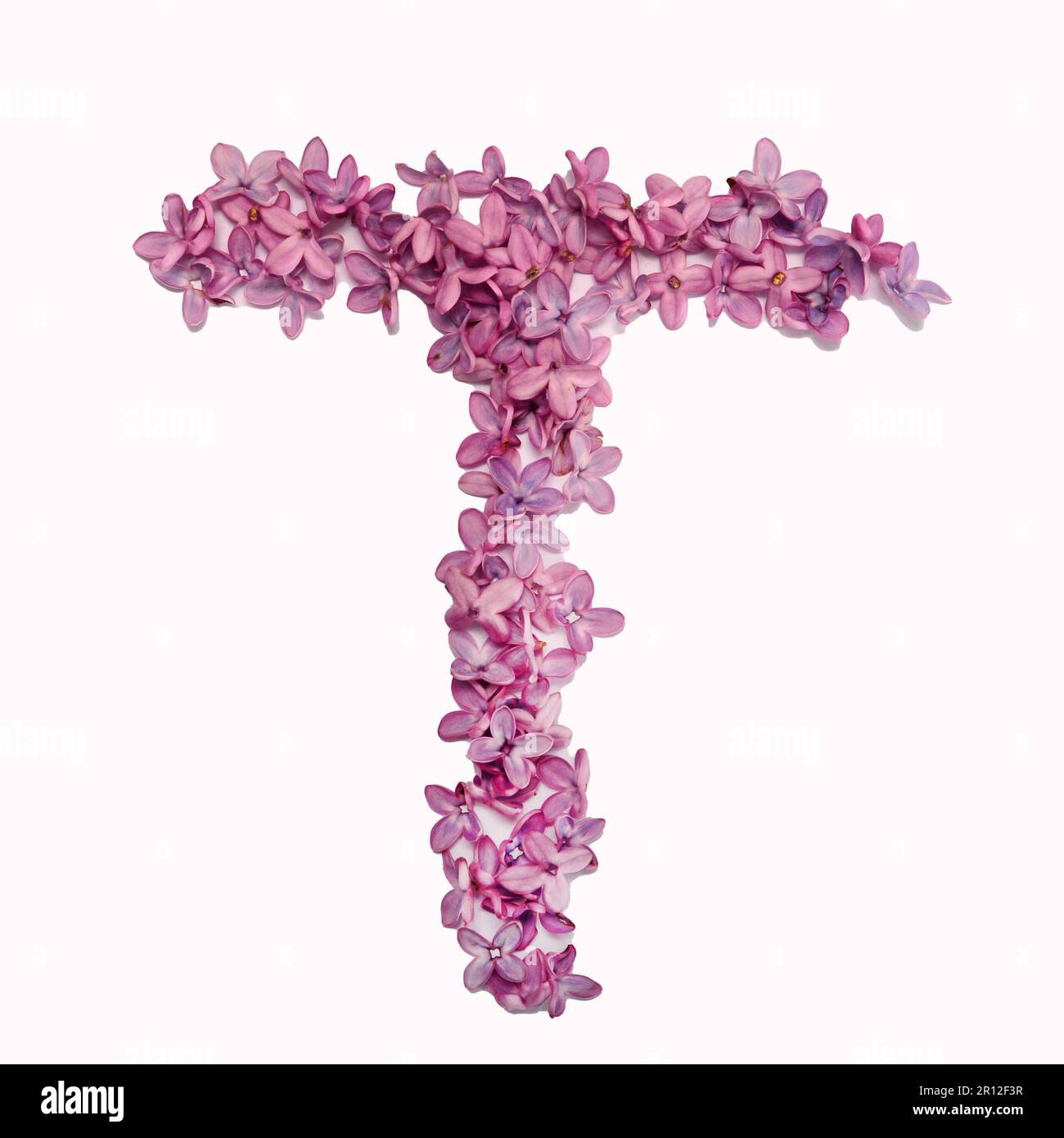The letter T made of lilac flowers. Square photo with white background ...