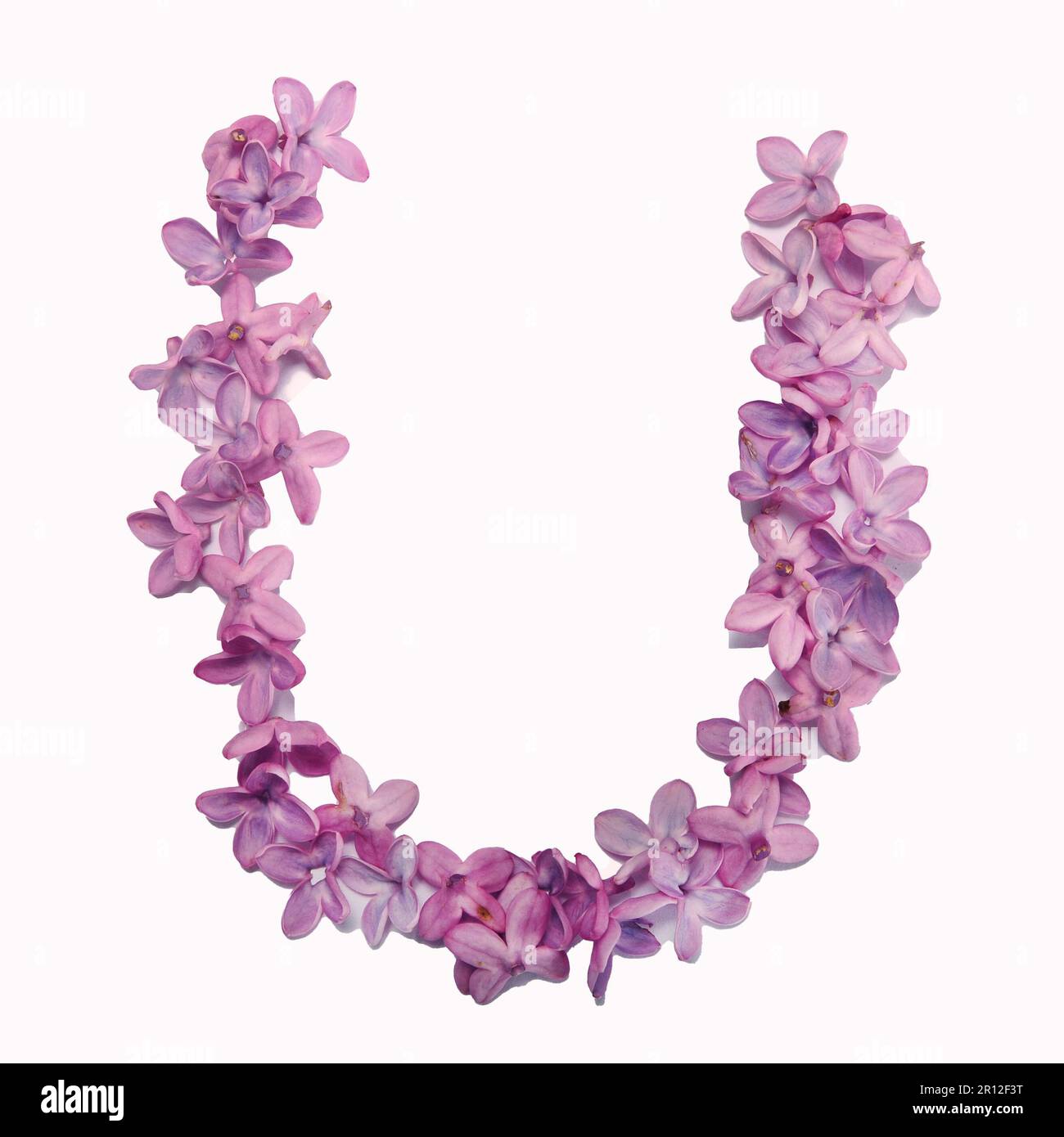 The letter U made of lilac flowers. Square photo with white background ...