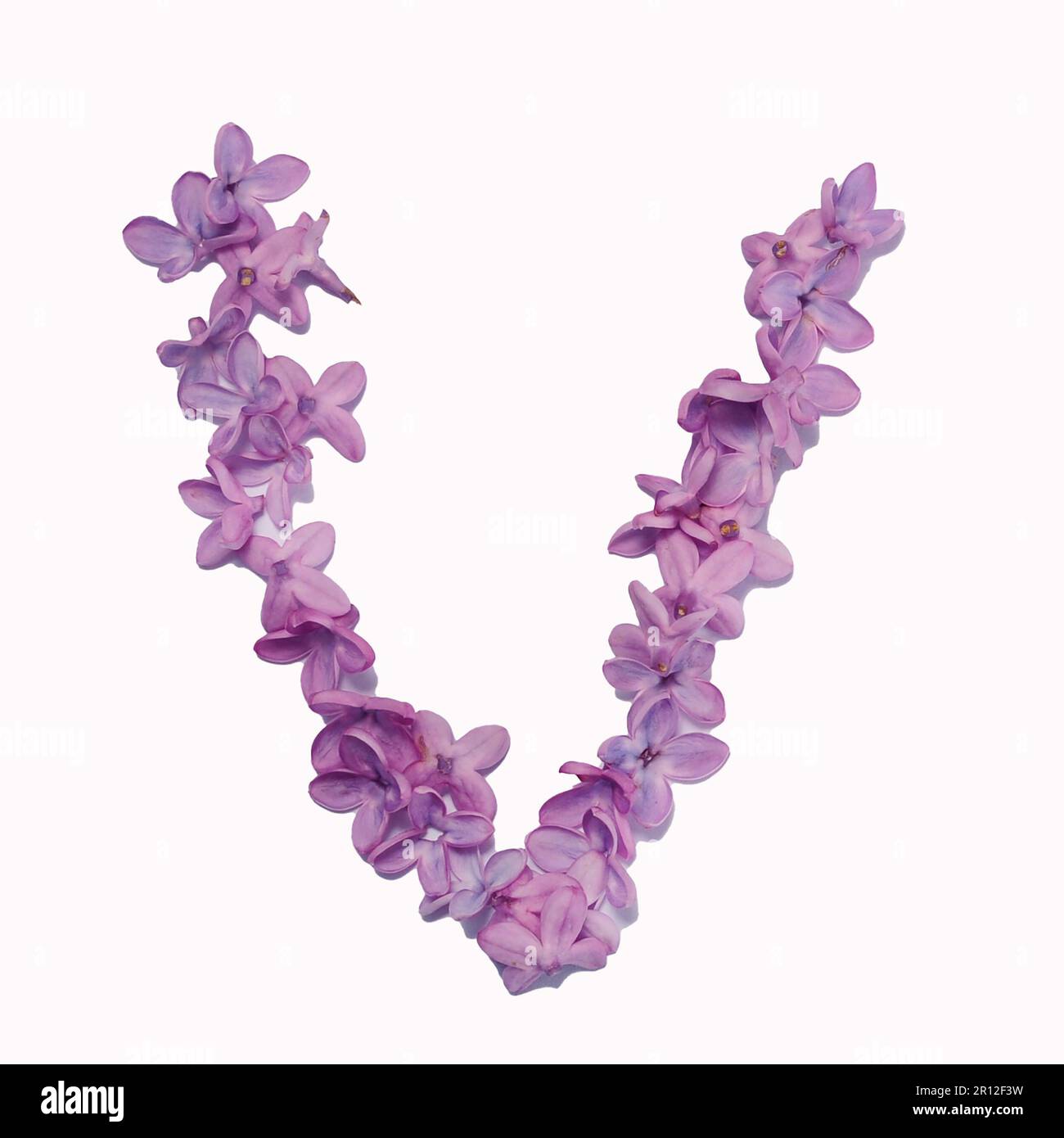 The letter Q made of lilac flowers. Square photo with white background ...