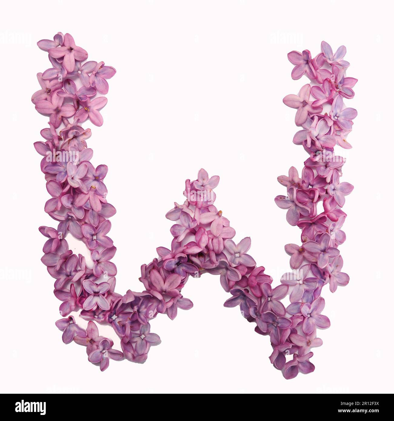 The letter W made of lilac flowers. Square photo with white background ...