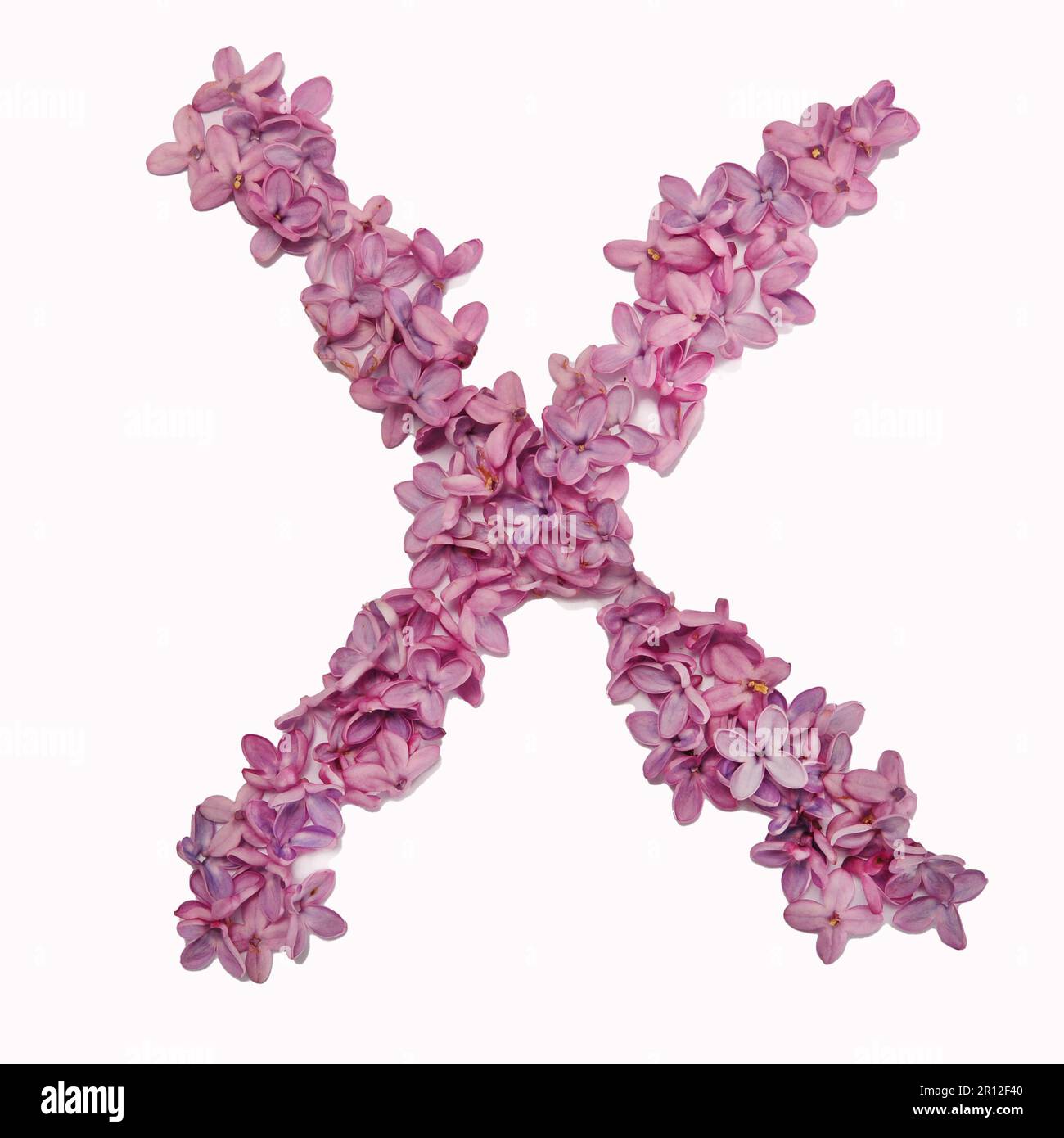 The letter X made of lilac flowers. Square photo with white background ...
