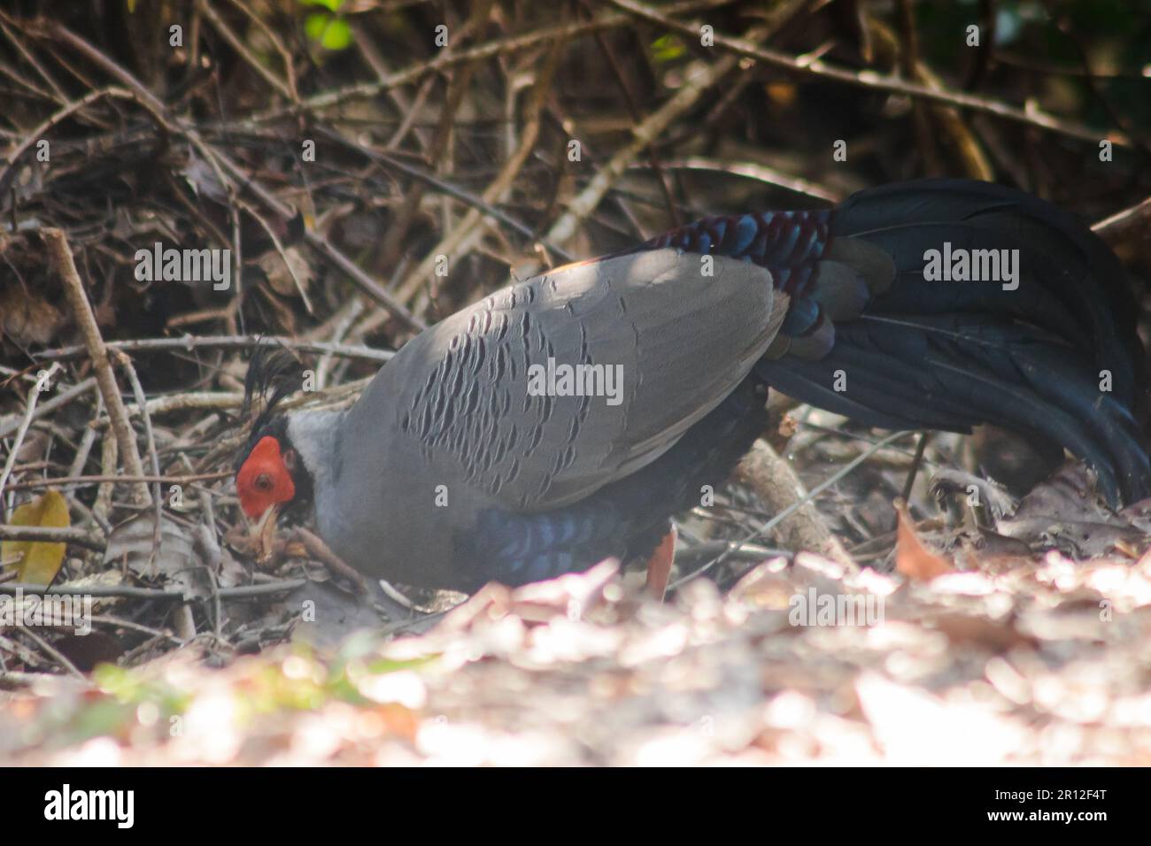 Siamese Fireback Blue-headed Male Its back and wings are gray. Walking ...