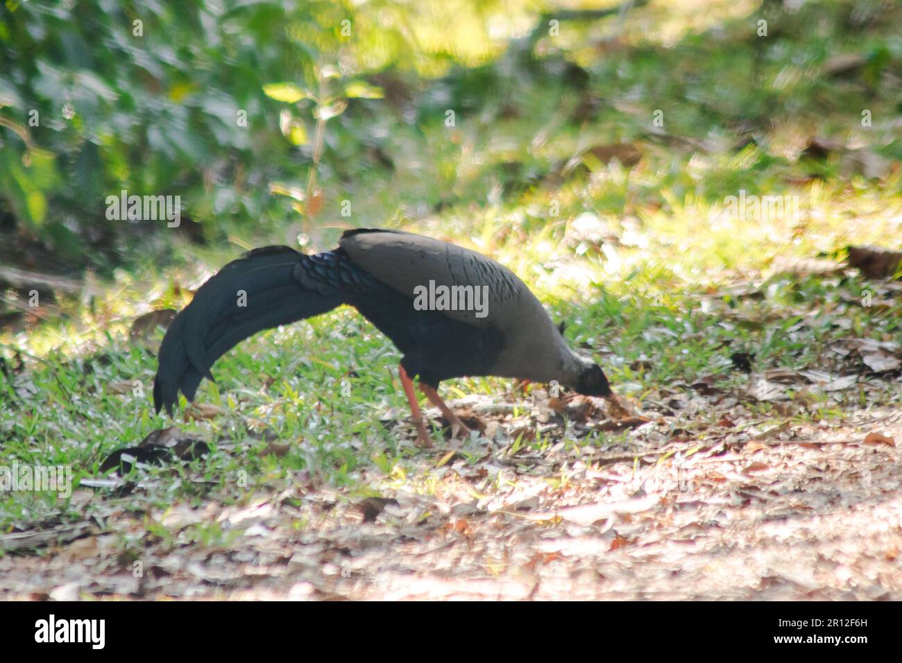 Siamese Fireback Blue-headed Male Its back and wings are gray. Walking ...