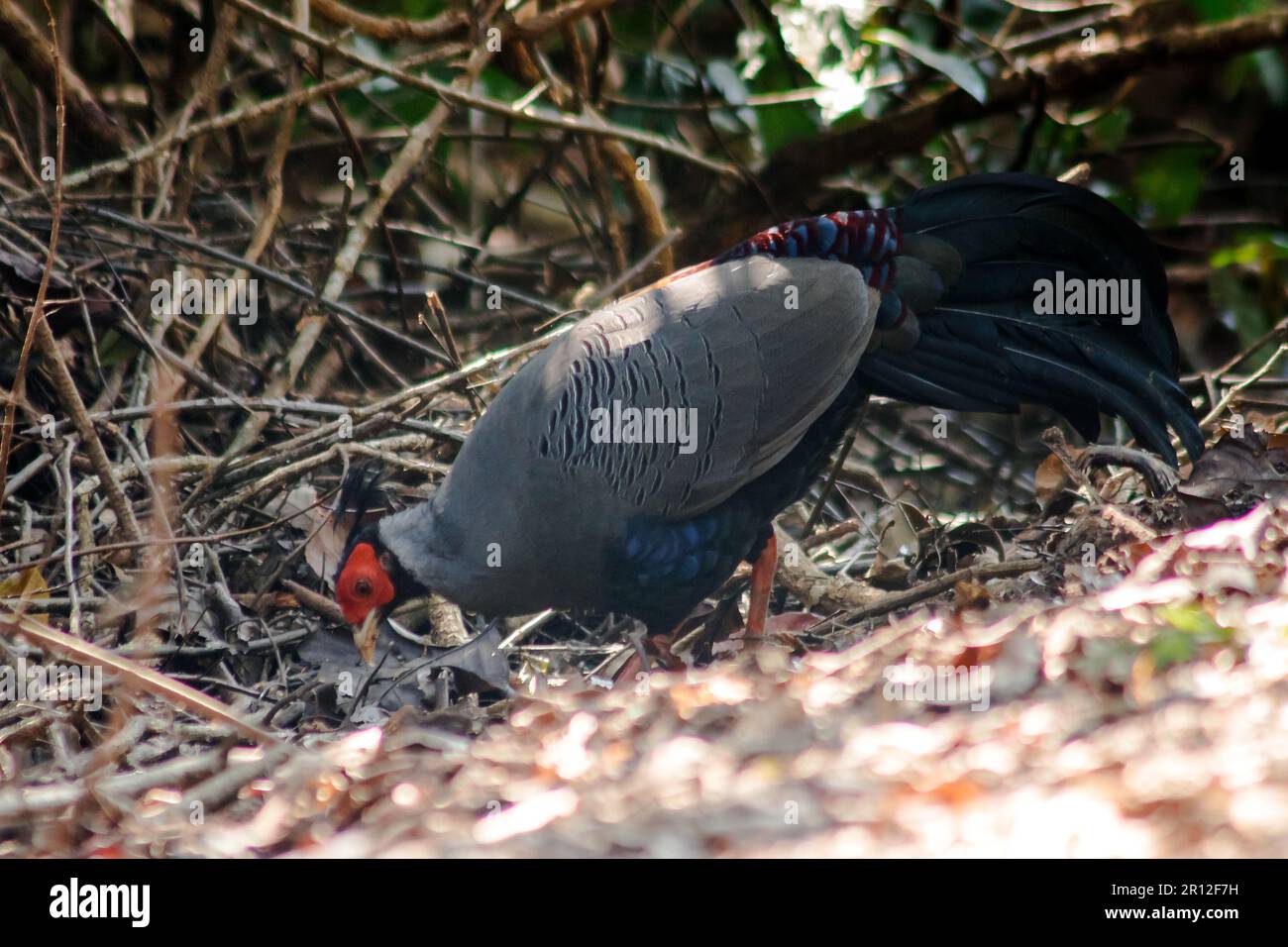 Siamese Fireback Blue-headed Male Its back and wings are gray. Walking ...