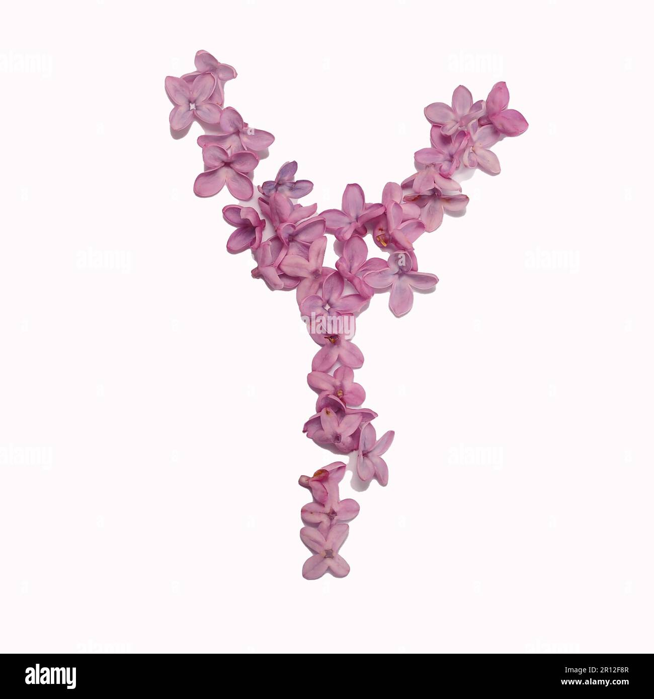 The letter Y made of lilac flowers. Square photo with white background ...