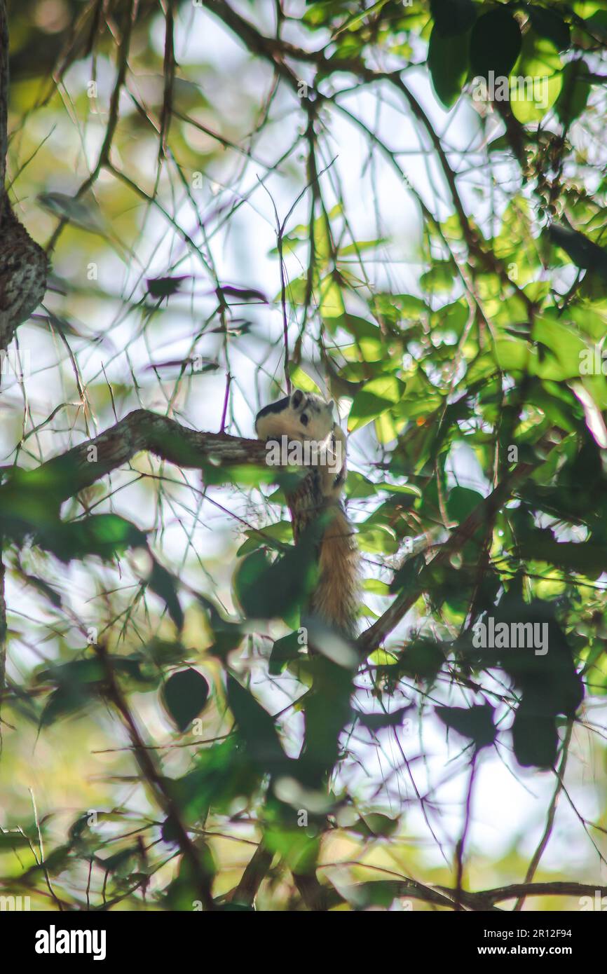 Finlayson's squirrel sleeps in a tree. Variable squirrel can be found ...