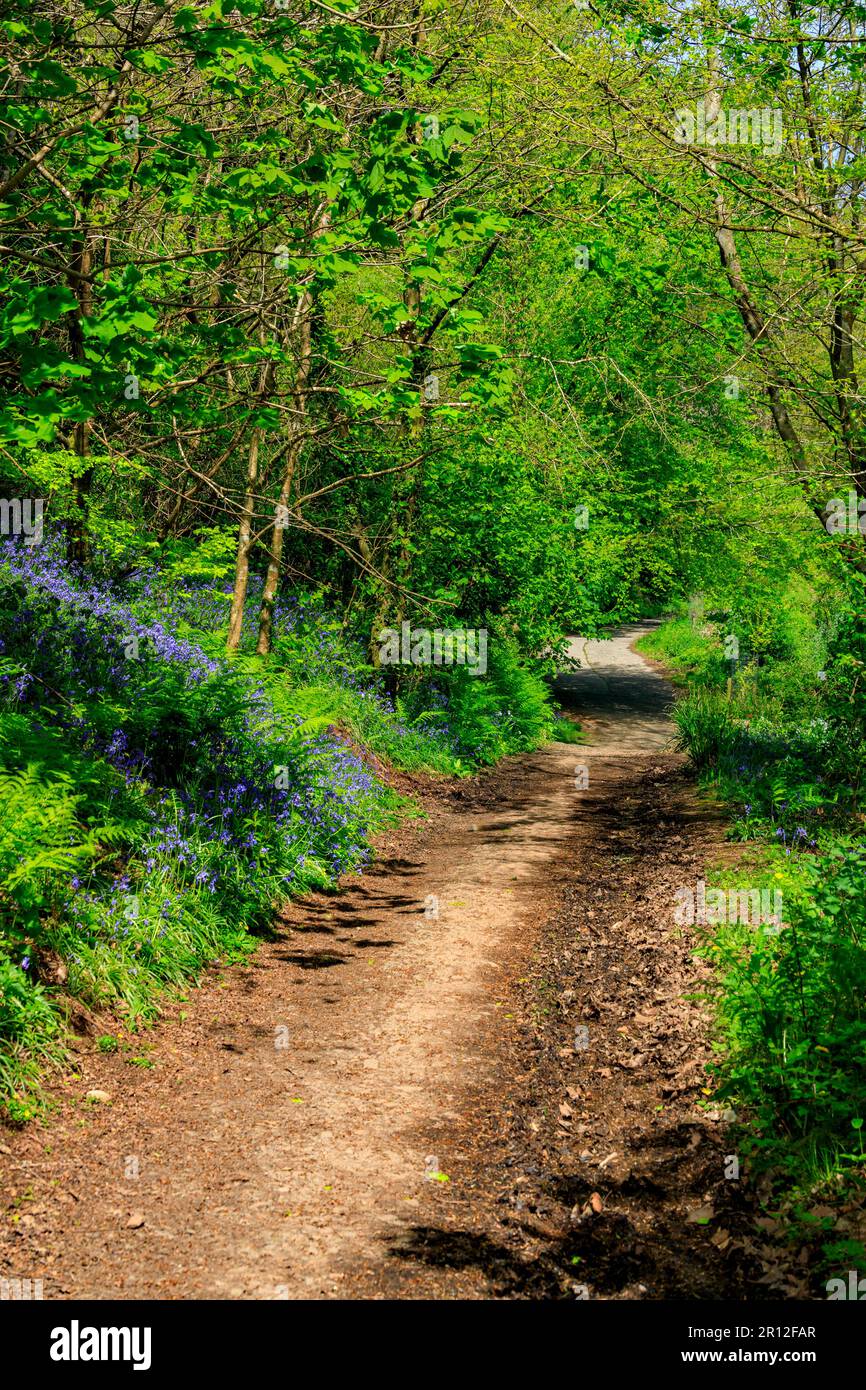 Dappled shade, sunshine and bluebells in the woodland at Mount Edgcumbe ...
