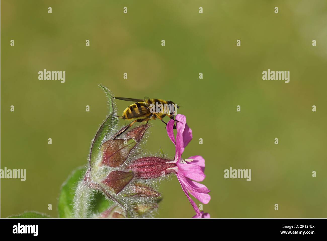 Female Batman hoverfly Myathropa florea, family hoverflies (Syrphidae ...