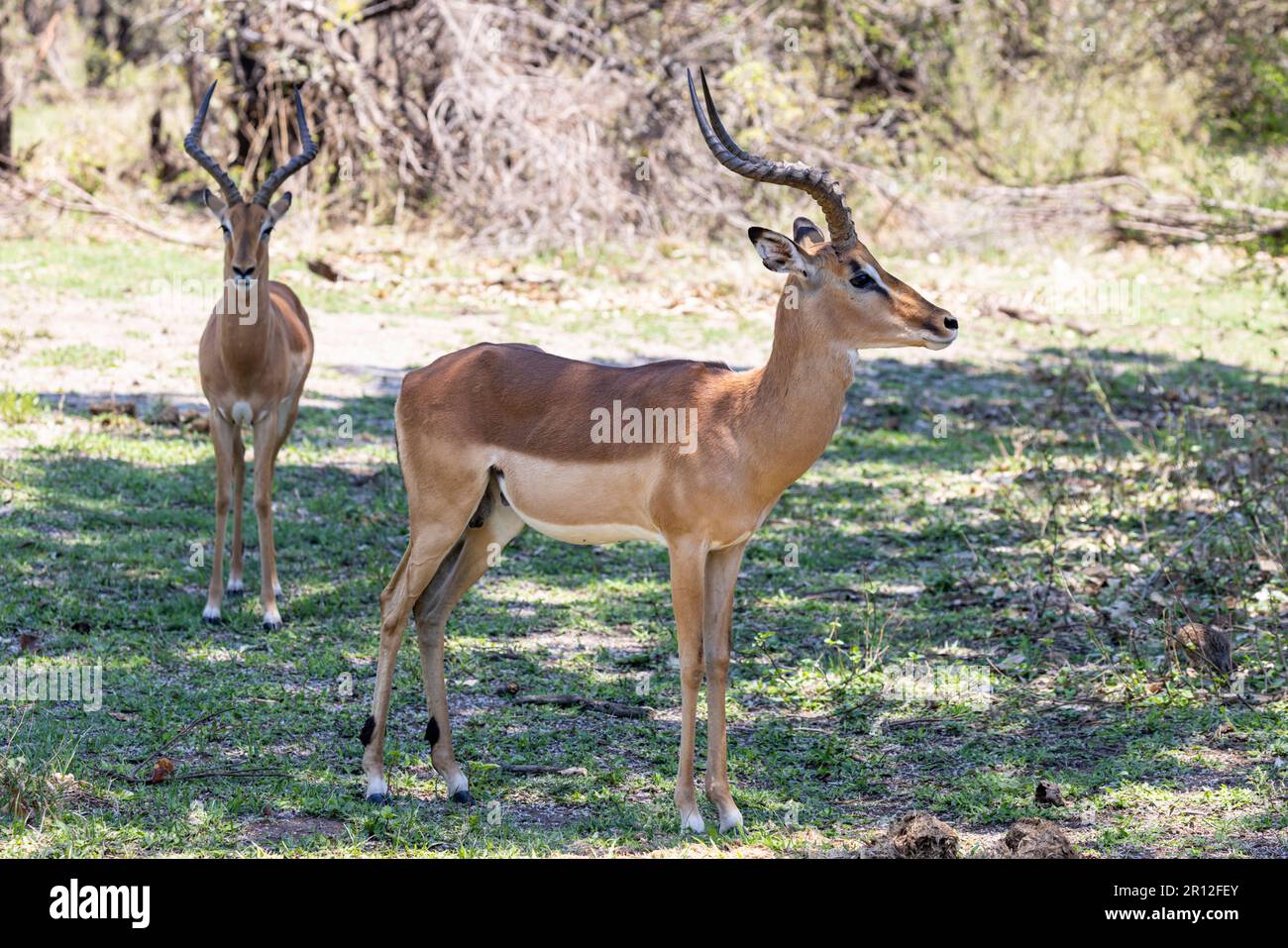 Two male impala's standing in the shade of a tree Kruger NP South ...