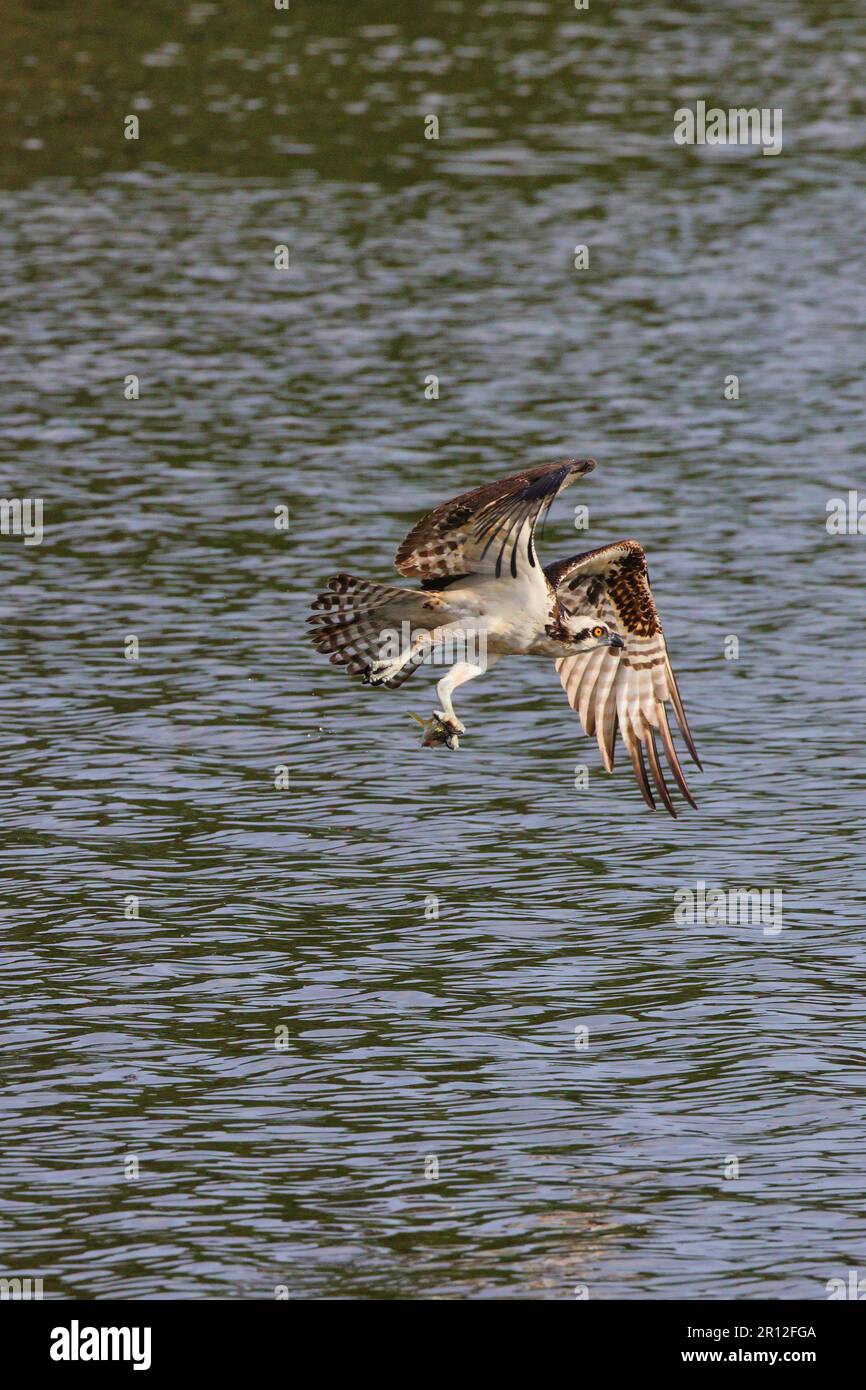 An osprey flying above the water's surface with freshly caught fish ...