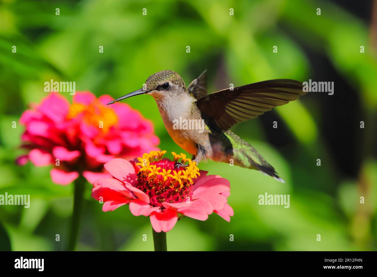 A closeup shot of a hummingbird collecting nectar from flowers Stock ...