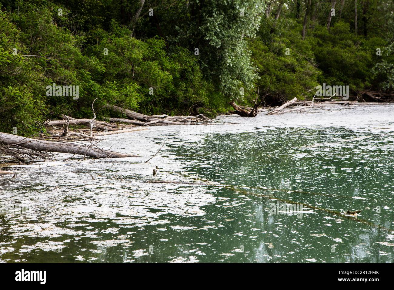 Plastic pollution environmental damage wild hi-res stock photography ...