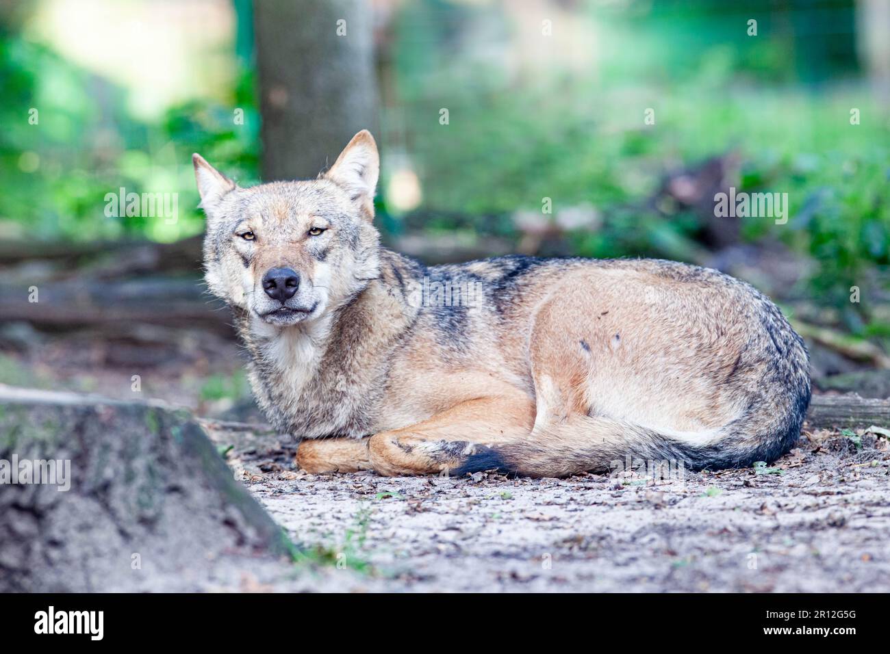Wolf im wald hi-res stock photography and images - Alamy