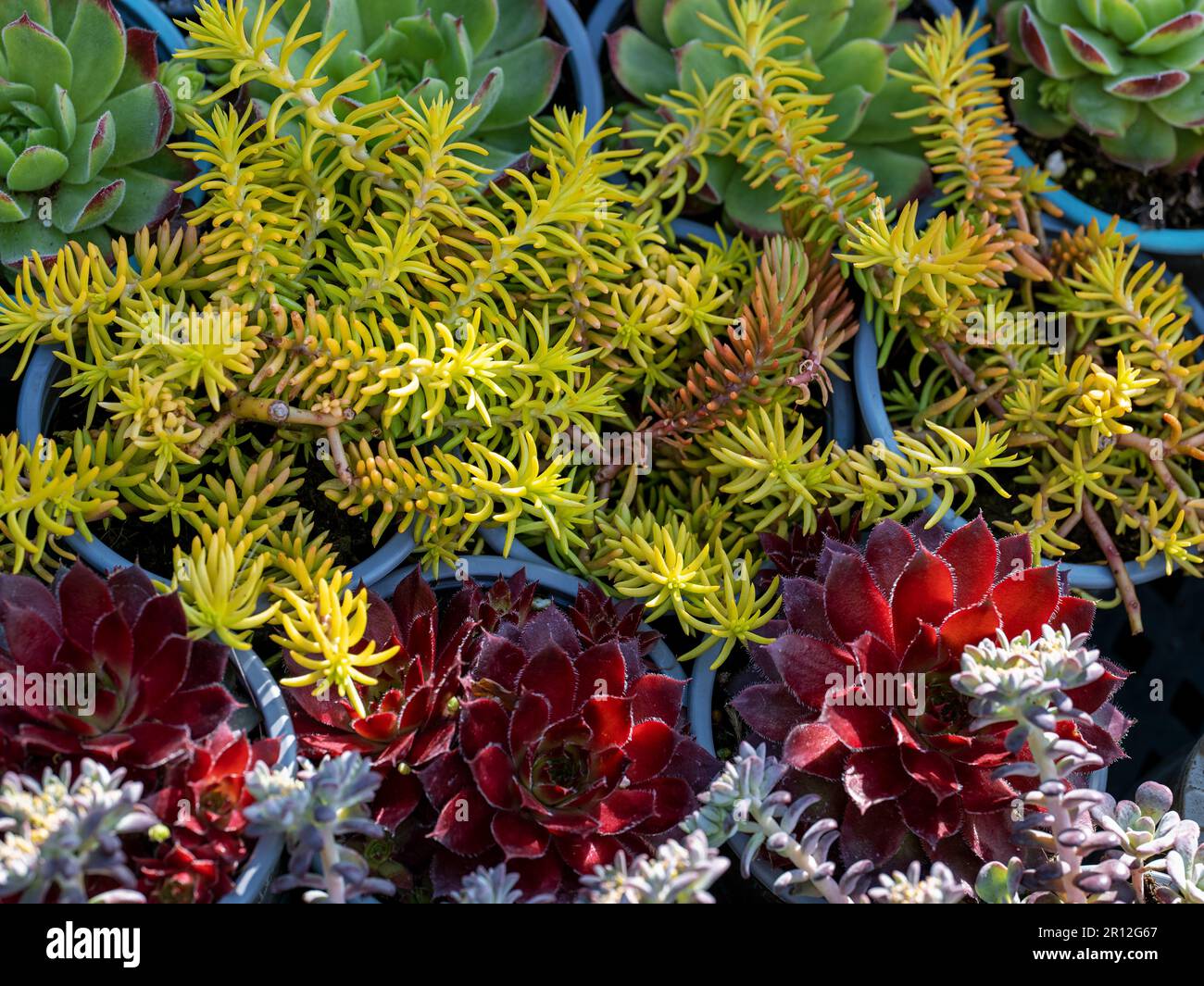 Wallcrop hi-res stock photography and images - Alamy