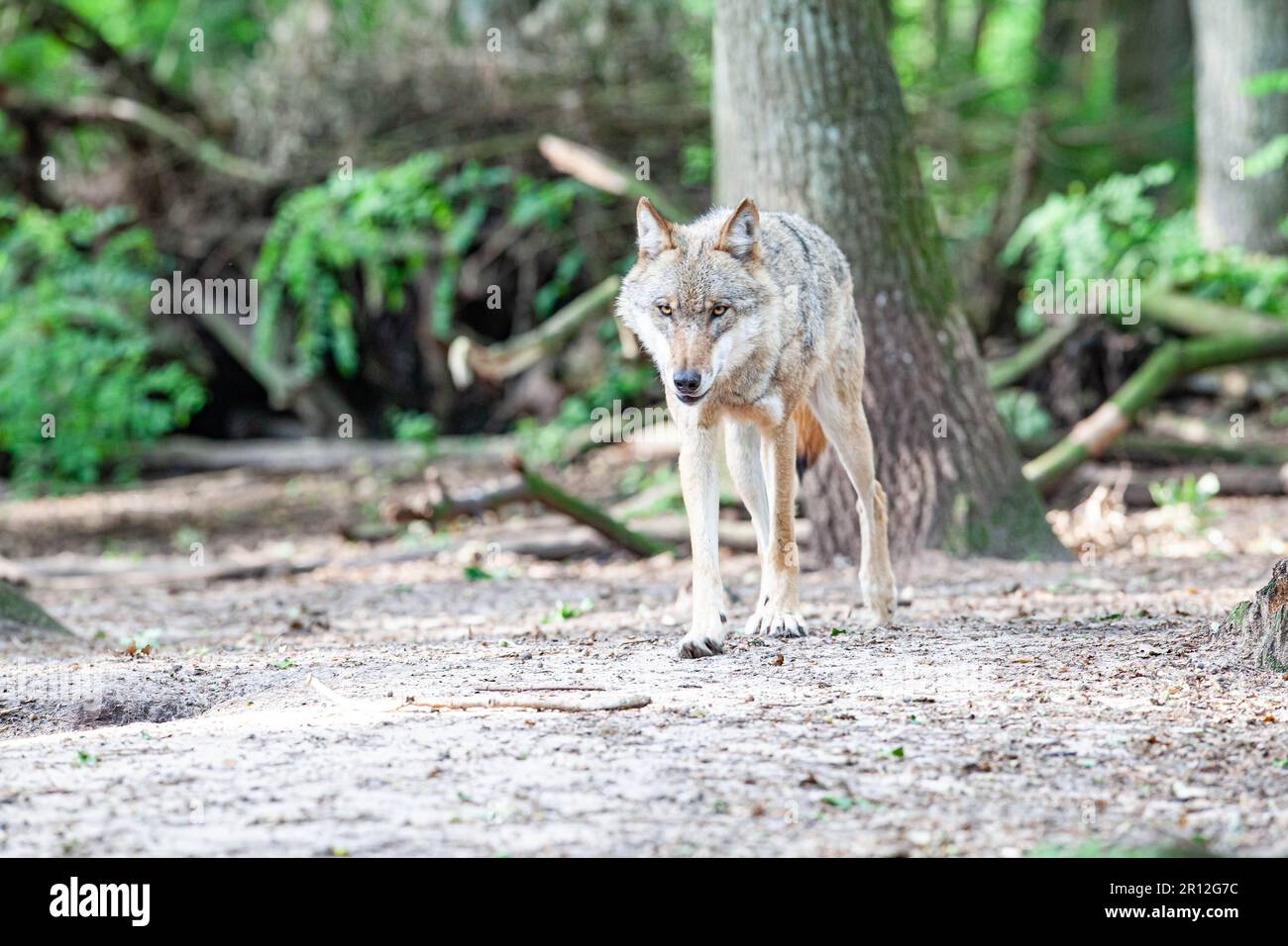 Wolf im wald hi-res stock photography and images - Alamy