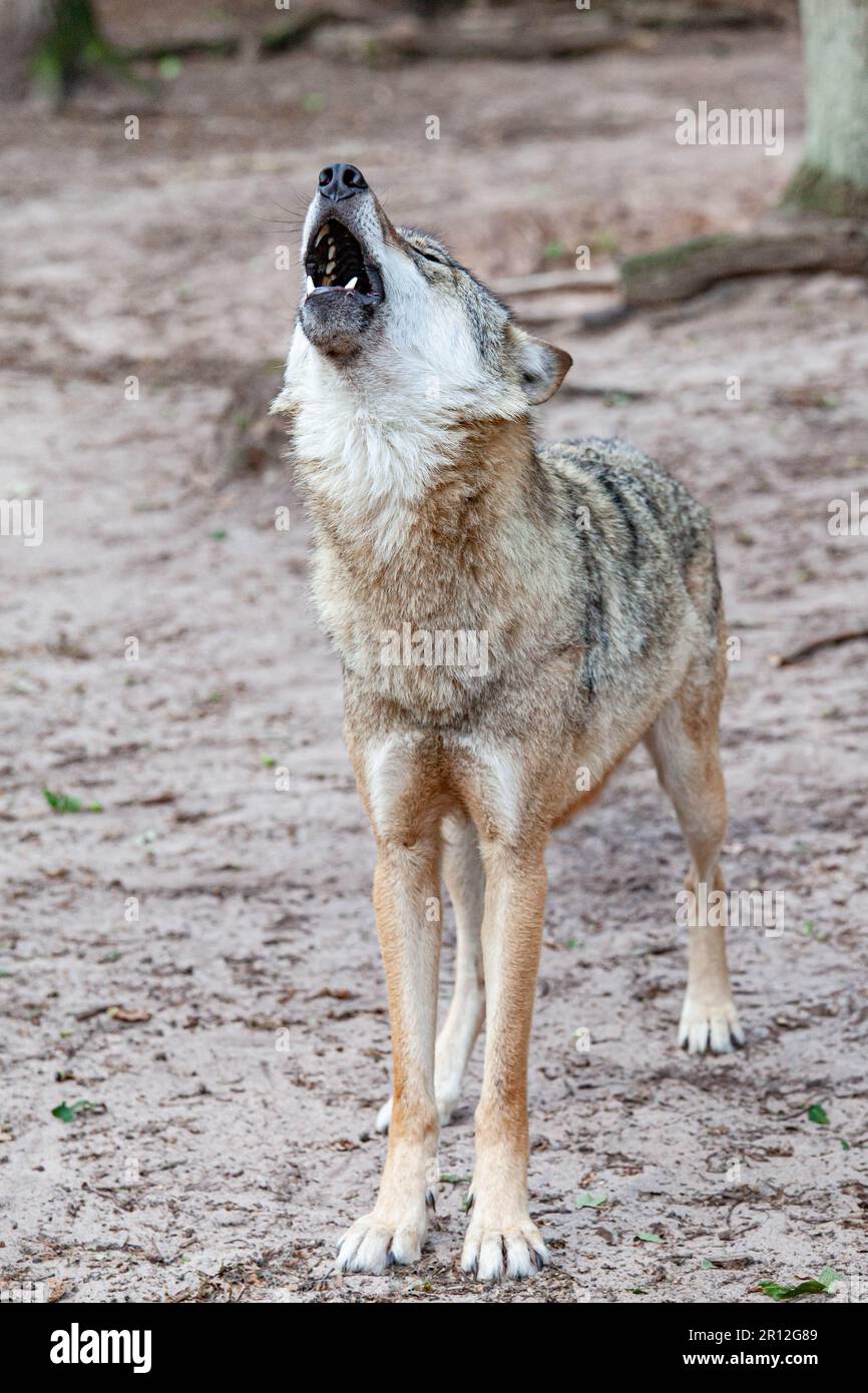 Wolfsheulen hi-res stock photography and images - Alamy