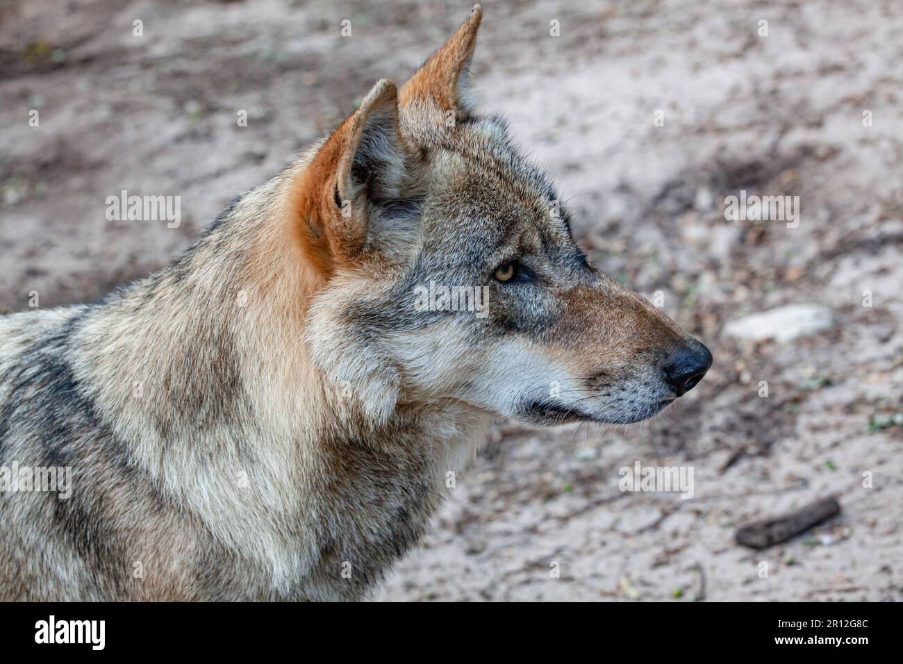 Grauer wolf hi-res stock photography and images - Alamy