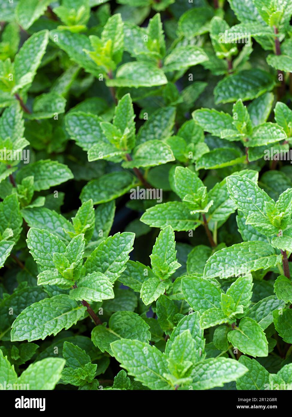 fresh mint, plant taken full picture Stock Photo - Alamy