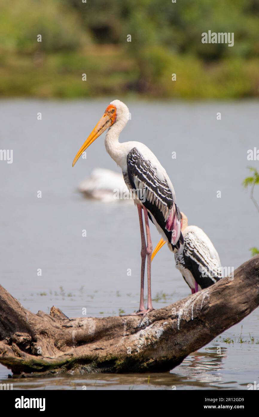 Two birds perched atop a tree trunk partially submerged in a body of ...