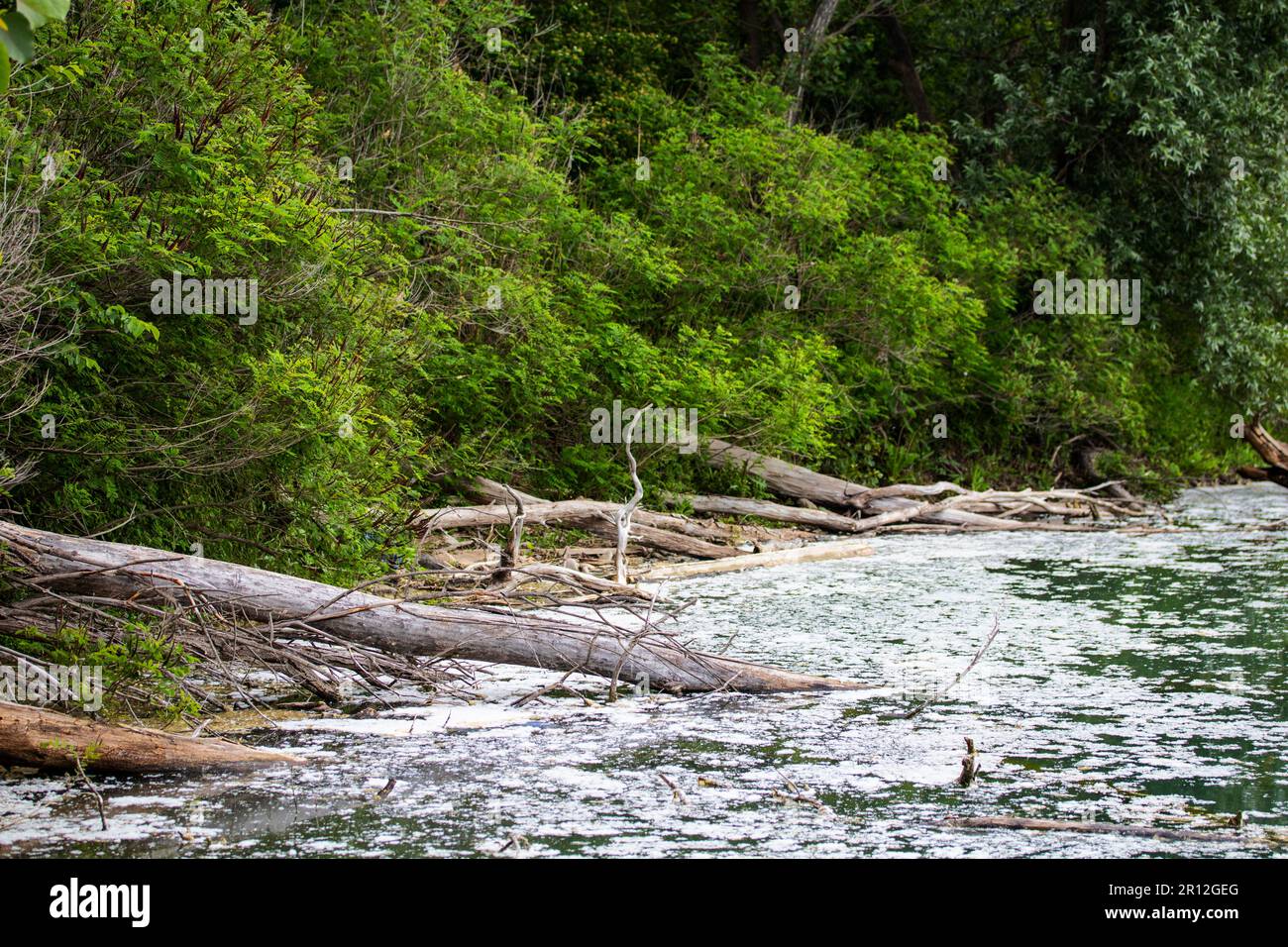 Plastic waste and sewage in polluted lake Stock Photo - Alamy