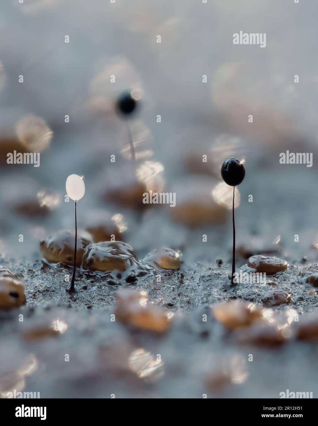 An array of small, round buttons submerged in water, with tiny stones ...