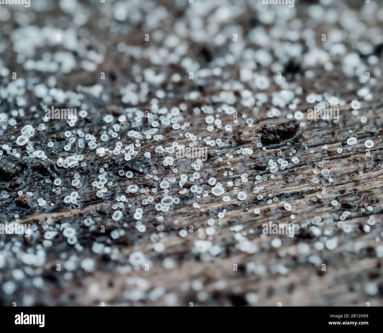 Coating of pollen hi-res stock photography and images - Alamy