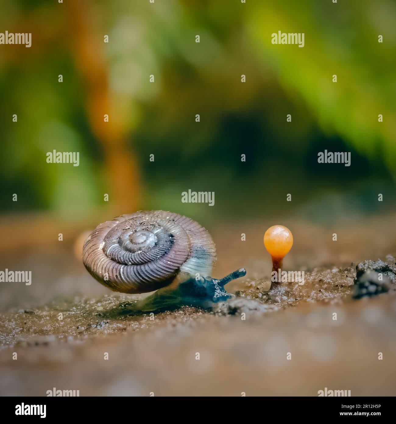 Snail traverse hi-res stock photography and images - Alamy
