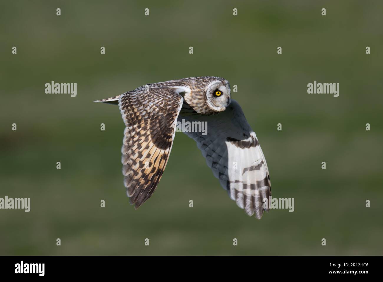 Silent Hunter: Majestic Short-eared Owl Taking Flight in Search of Prey ...