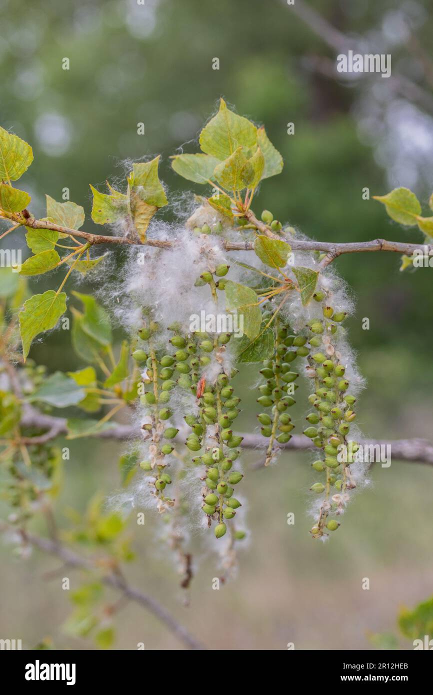 Poplar seeds hi-res stock photography and images - Alamy