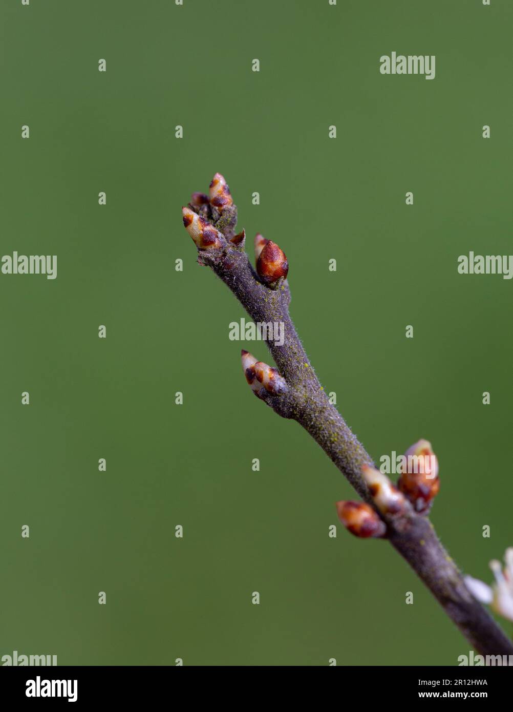 Prunus spinosa buds Stock Photo - Alamy