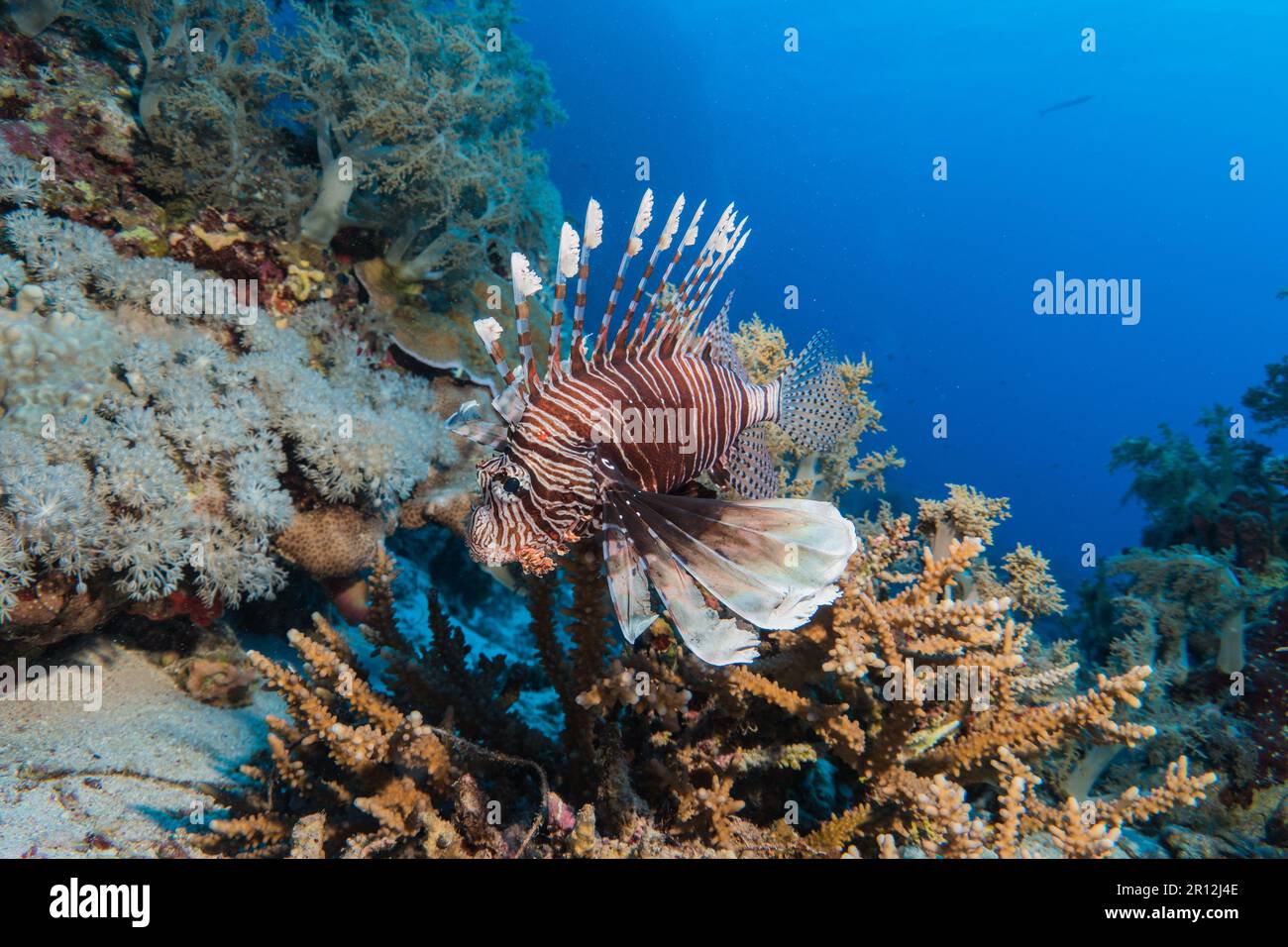 Red Sea Lionfish Stock Photo - Alamy