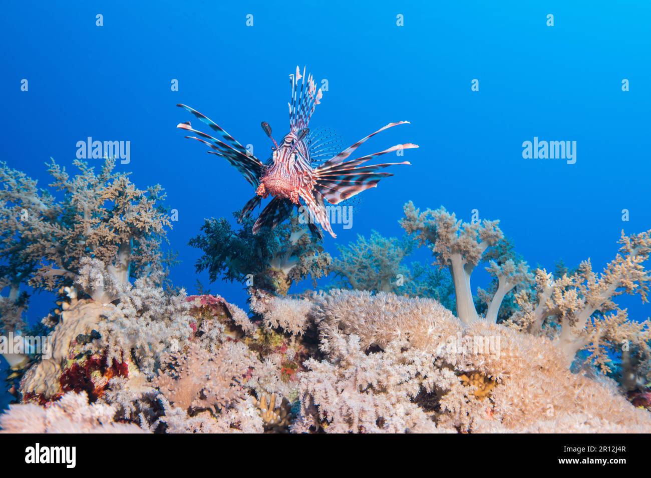 Red Sea Lionfish Stock Photo - Alamy