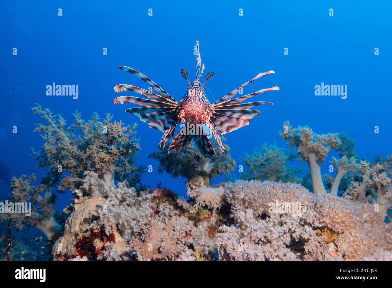 Red Sea Lionfish Stock Photo - Alamy