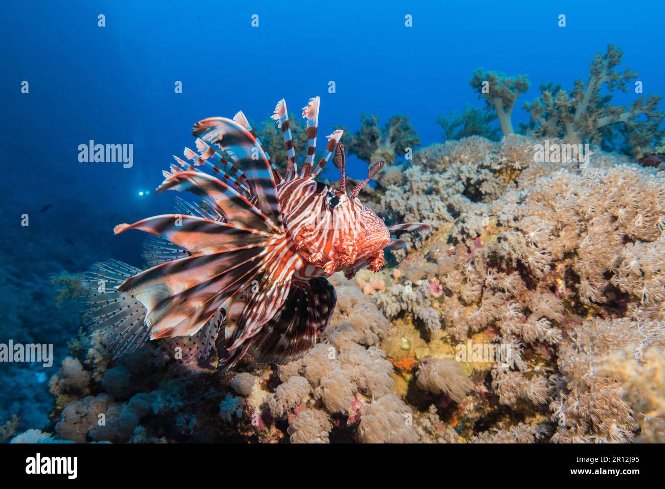 Red Sea Lionfish Stock Photo - Alamy