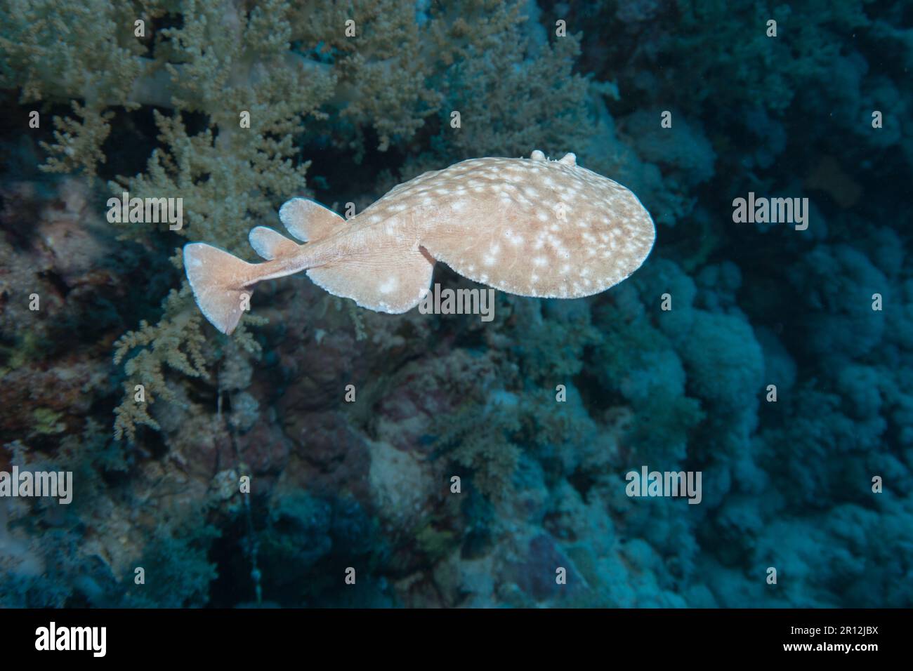 Electric ray hi-res stock photography and images - Alamy