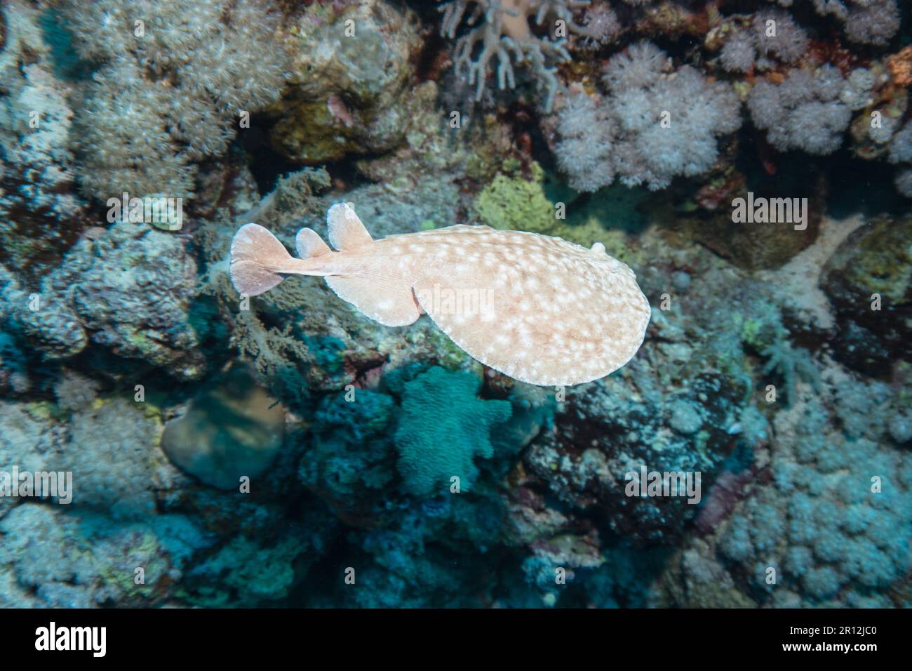 Leopard torpedo, electric ray Stock Photo - Alamy
