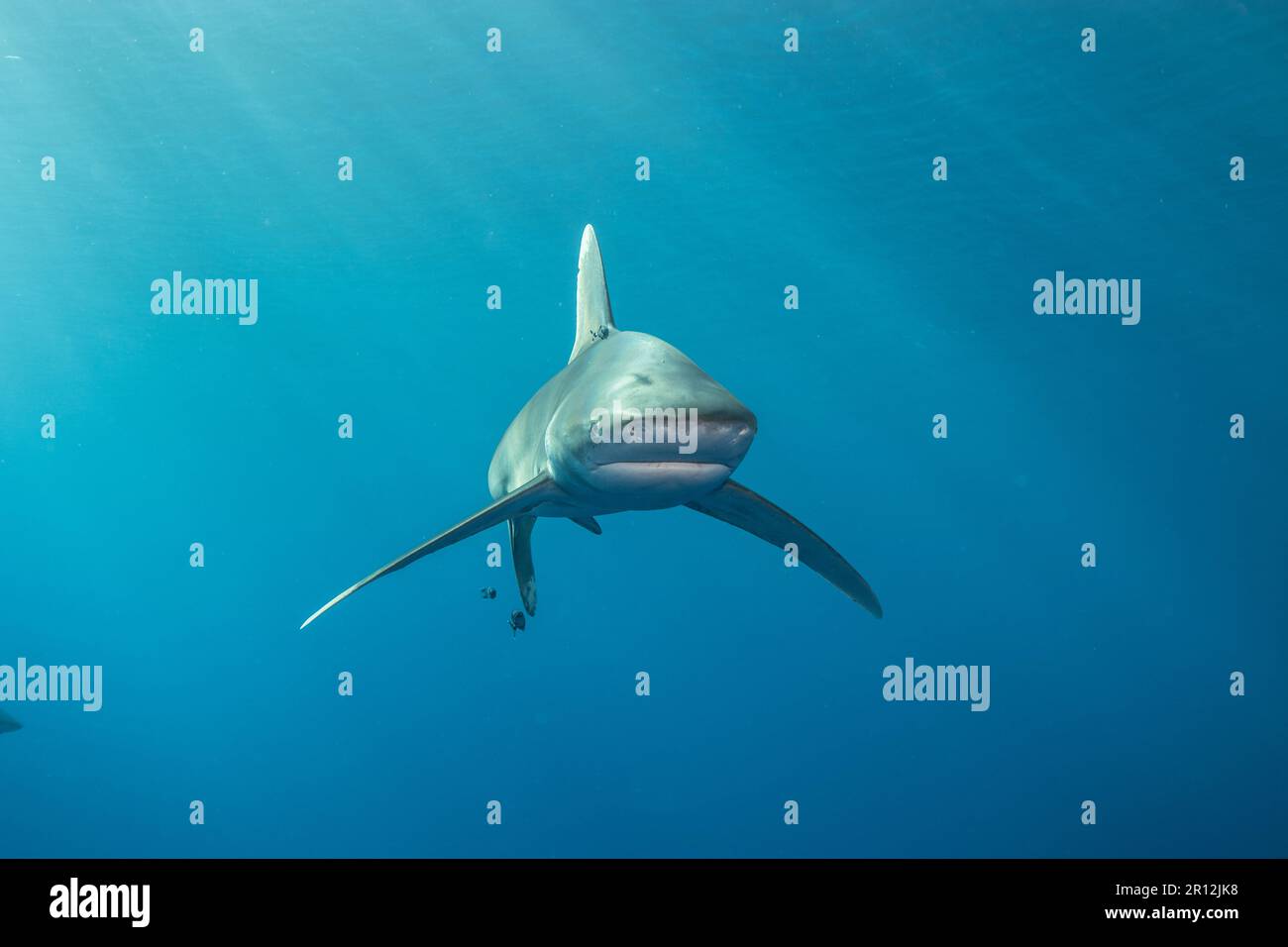 Oceanic whitetip shark Stock Photo - Alamy
