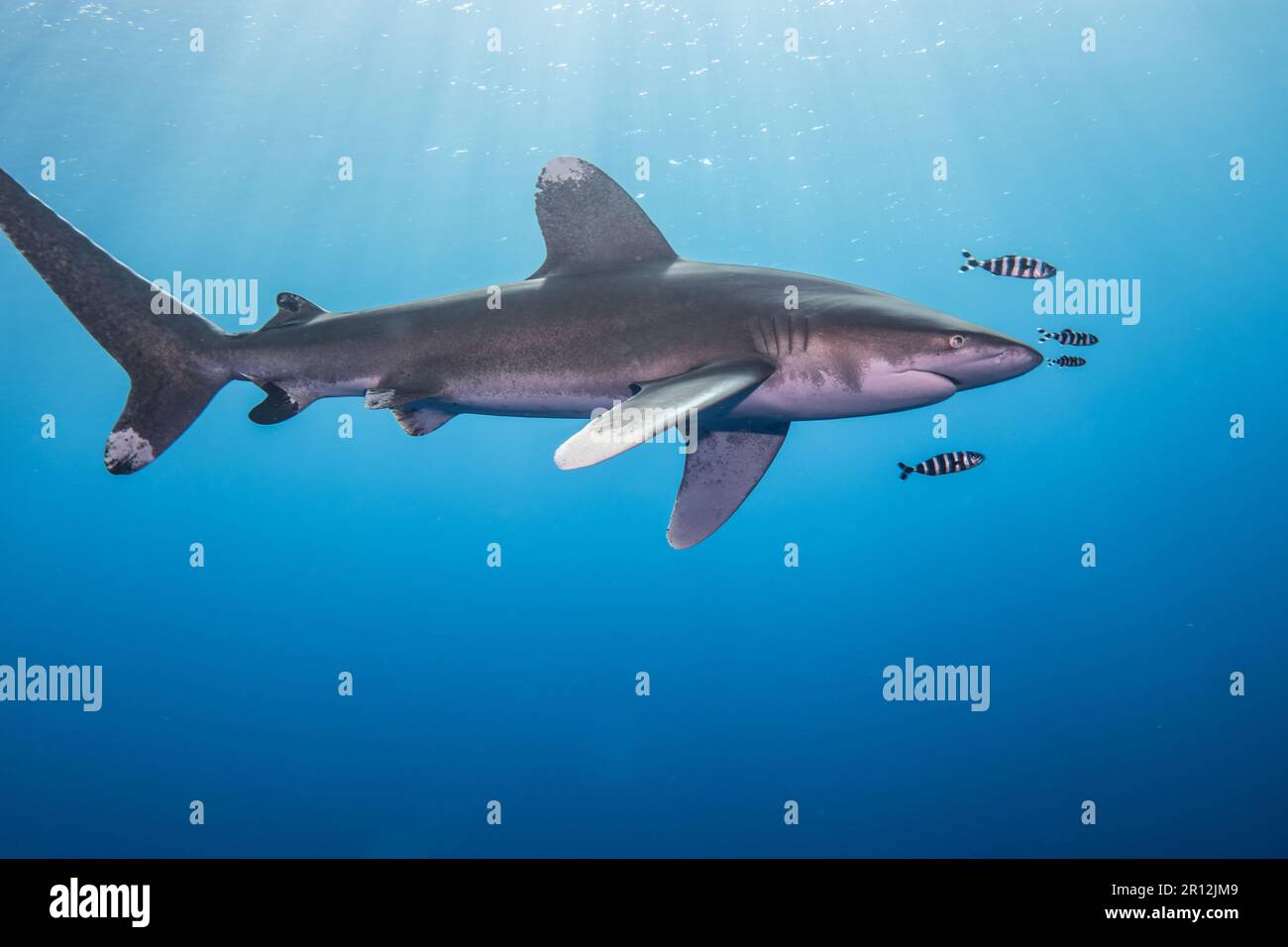 Oceanic whitetip shark Stock Photo - Alamy