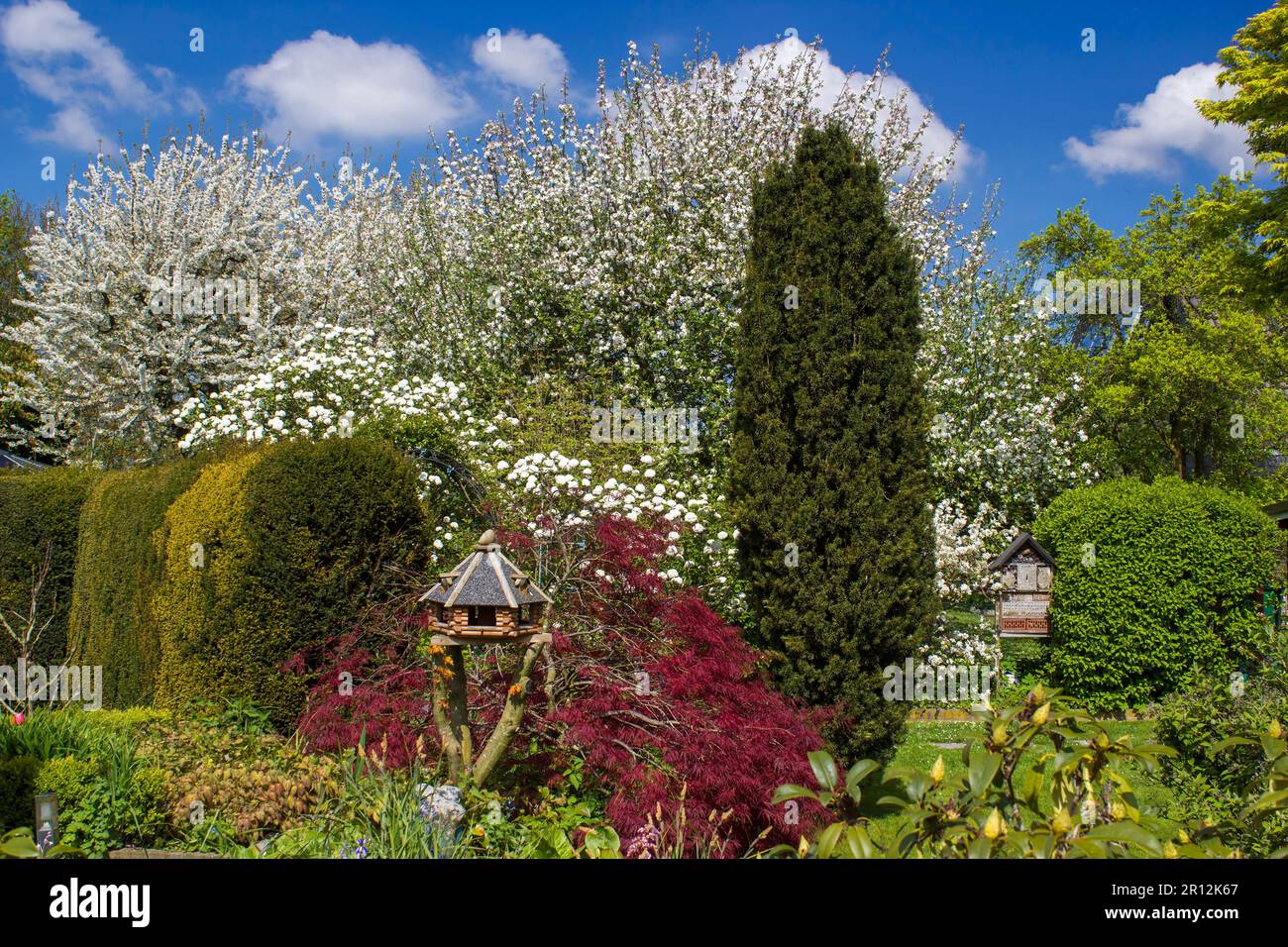 blooming trees in a spring garden, springtime, Germany Stock Photo - Alamy