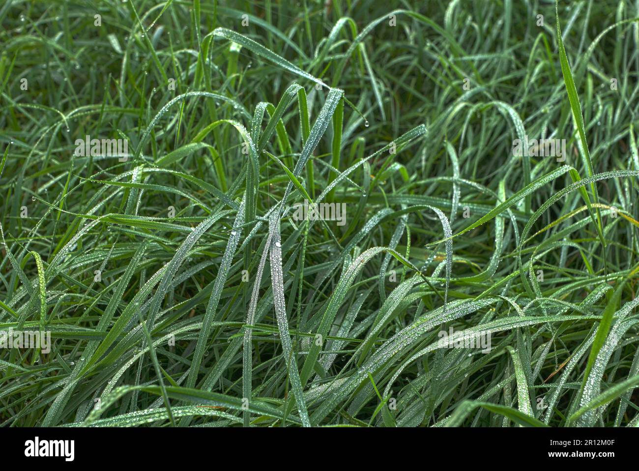 Grasnarbe hi-res stock photography and images - Alamy