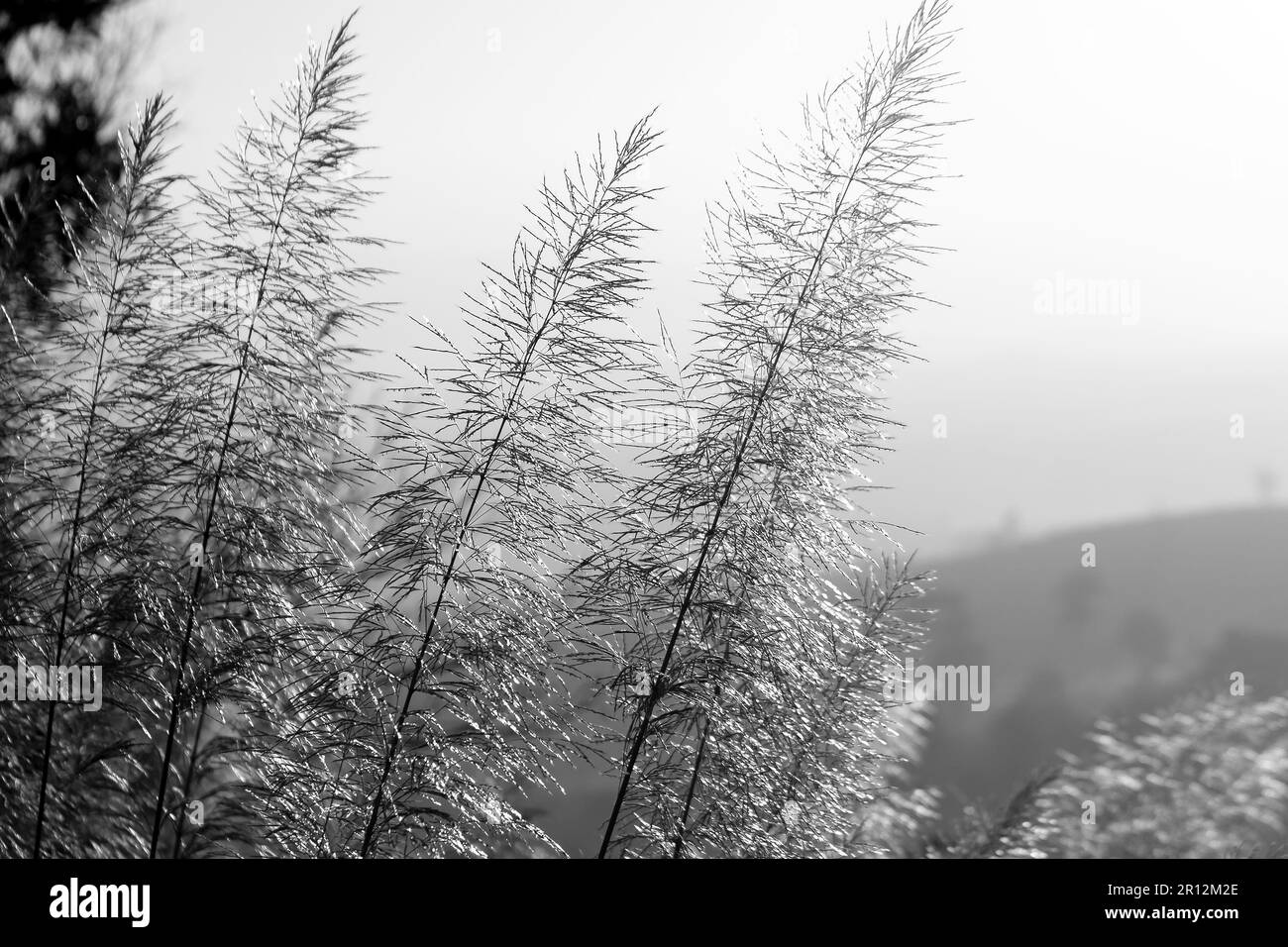 The grass swayed by the wind, the grass of the hay background, the ...