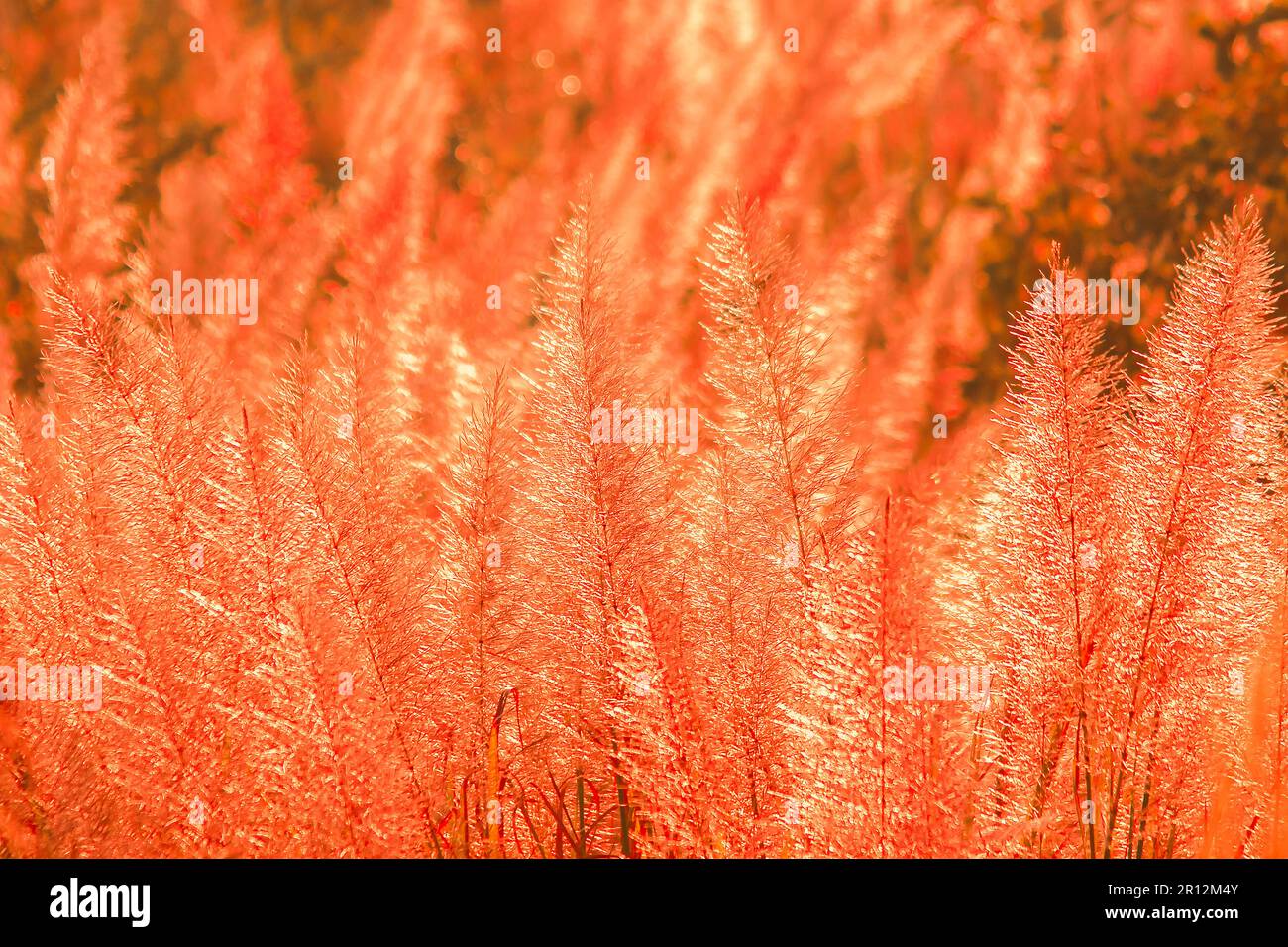 The grass swayed by the wind, the grass of the hay background, the ...