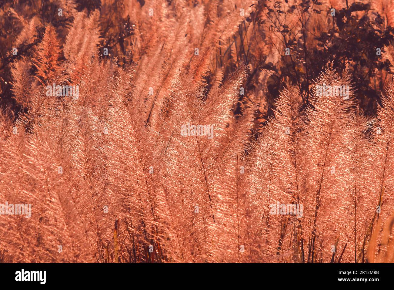 The grass swayed by the wind, the grass of the hay background, the ...