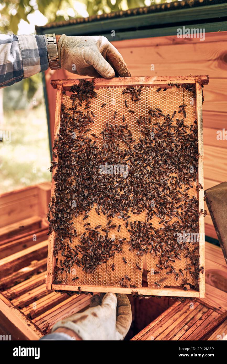 Beekeeping drawing hi-res stock photography and images - Alamy