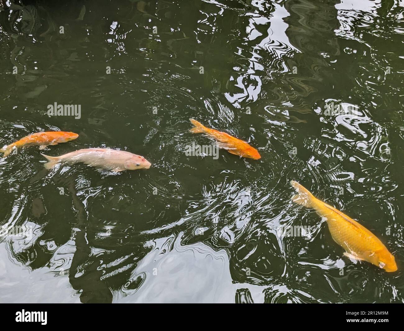 The koi fish swimming in the pond Stock Photo - Alamy
