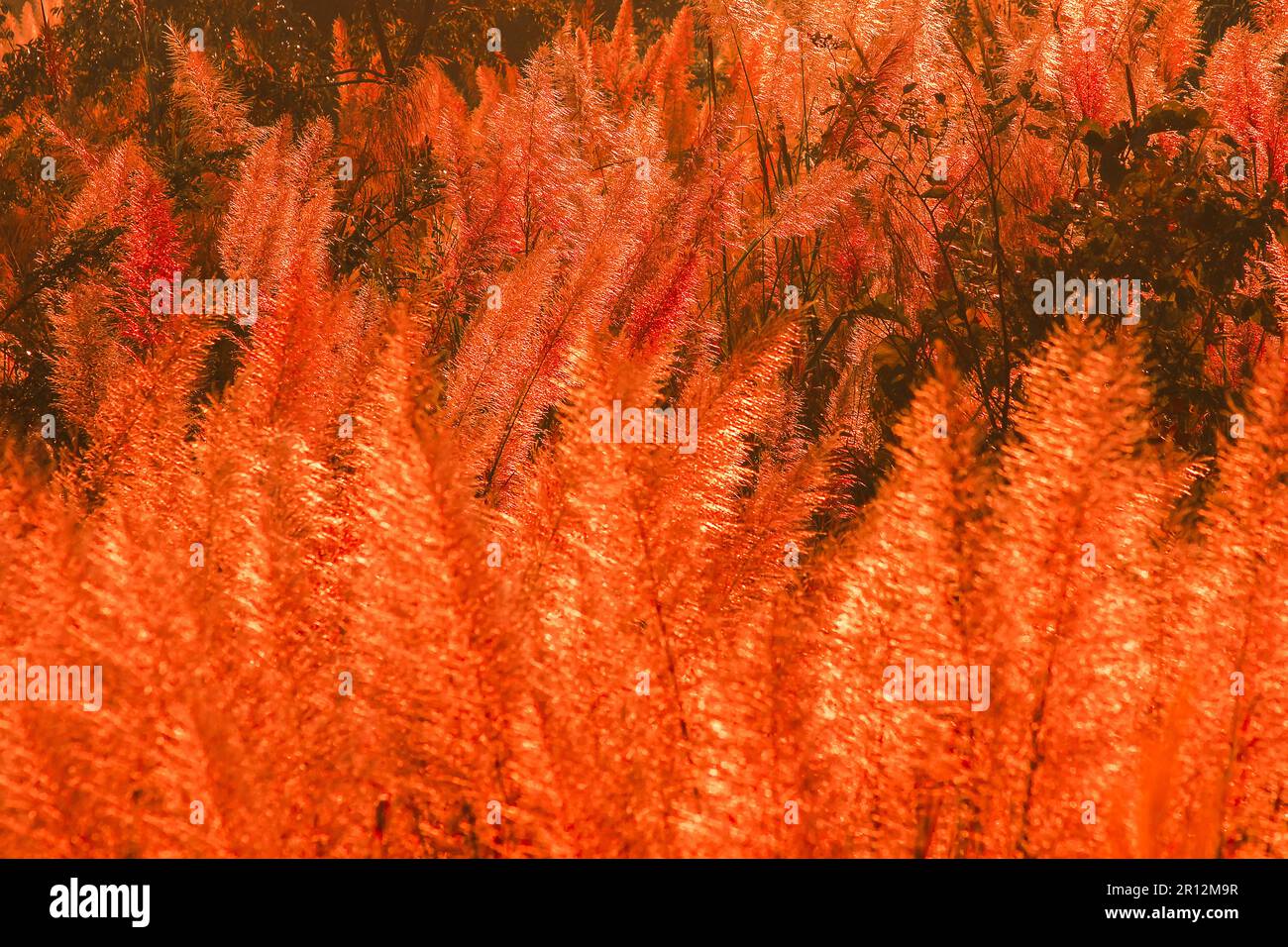The grass swayed by the wind, the grass of the hay background, the ...