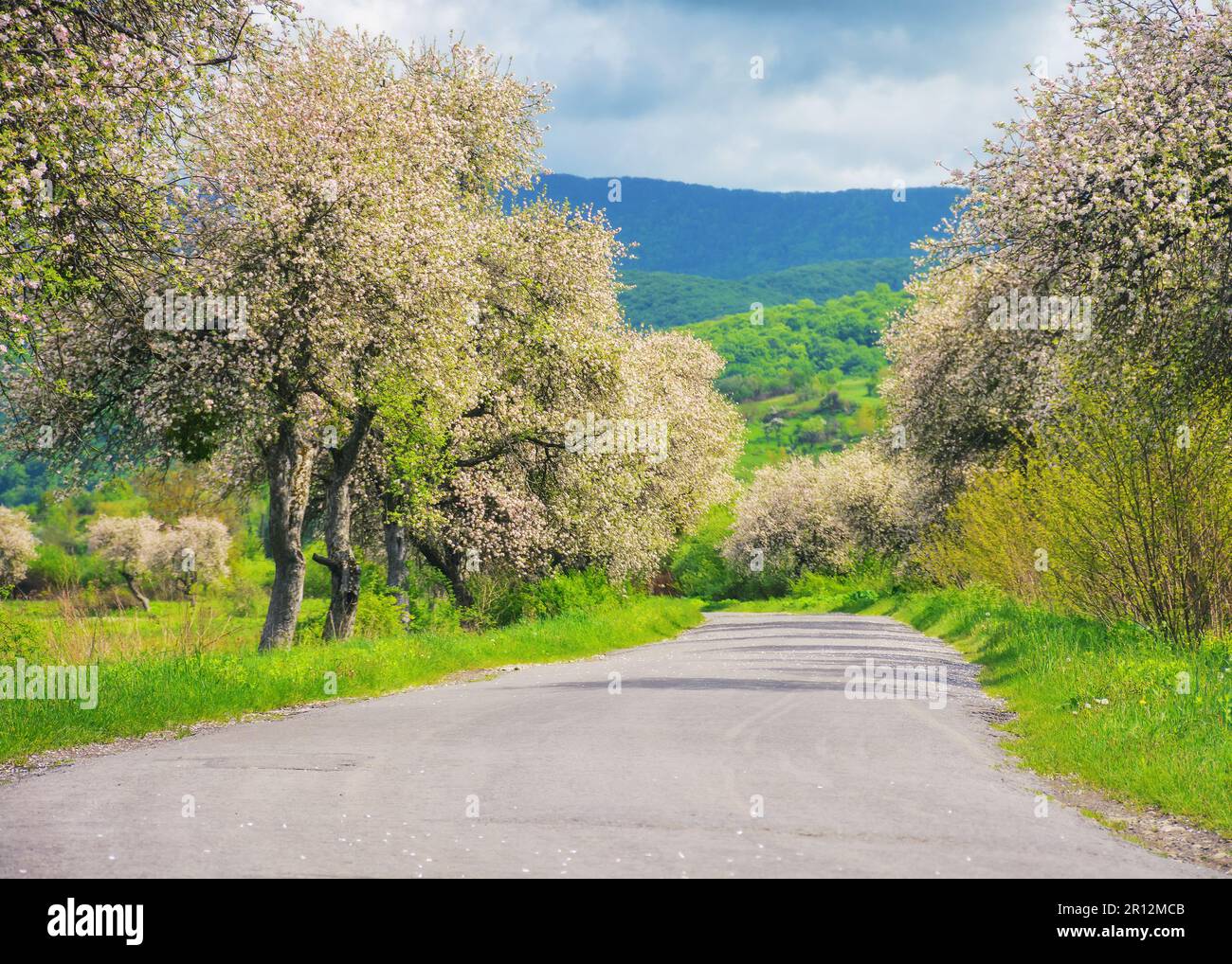 beauty of spring is captured in the scenic backdrop of the countryside ...