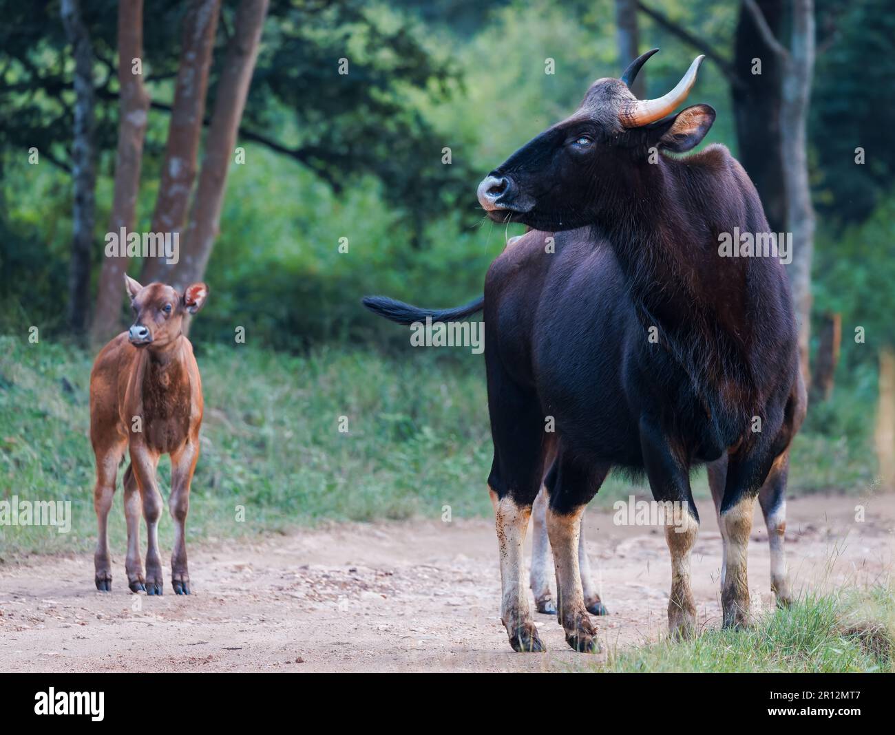 Bull by the horns hi-res stock photography and images - Alamy