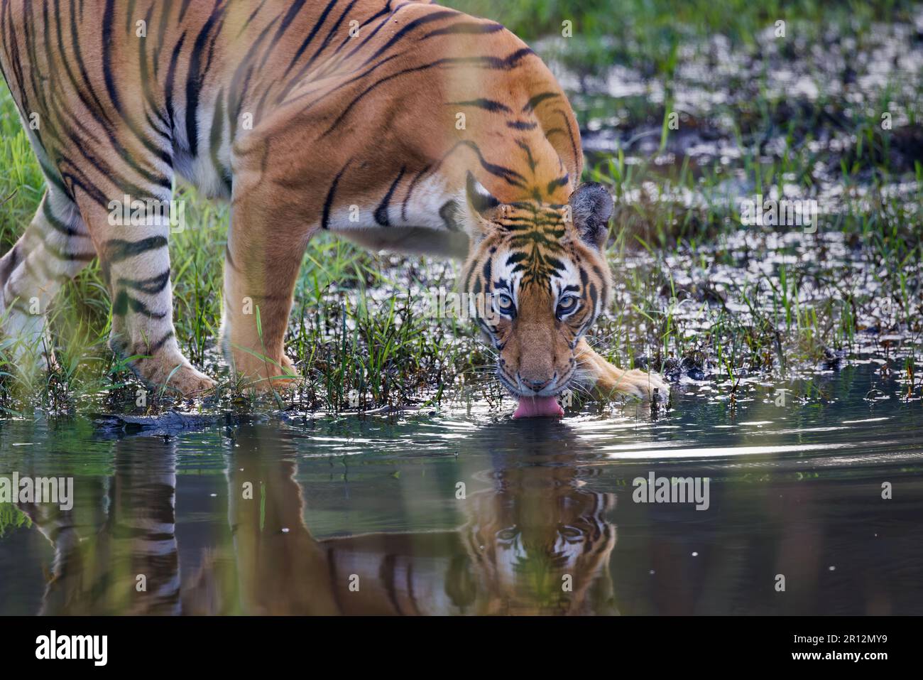 A majestic Bengal tiger drinking from a shallow body of water ...